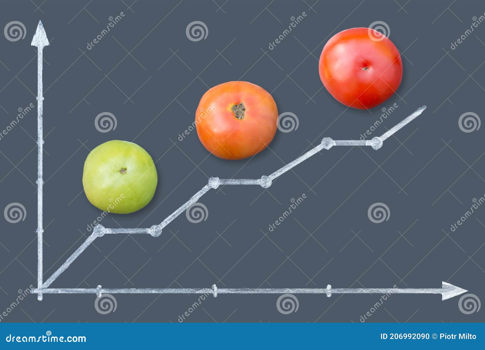 Schedule Ripening Tomatos. Chart is Drawn Chalk on a Blackboard Stock ...