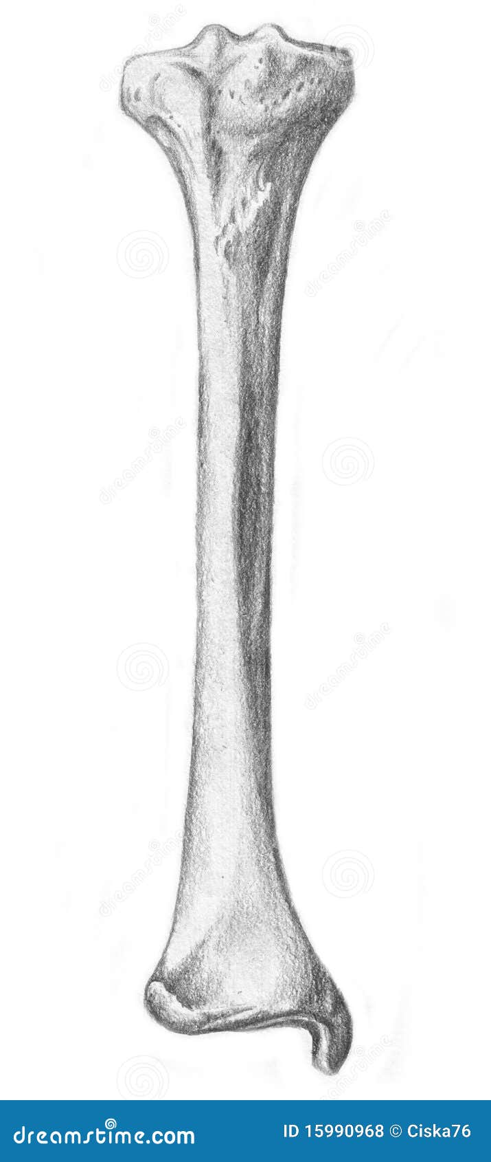 Scheenbeen - skelet stock illustratie. Illustration of wetenschap ...