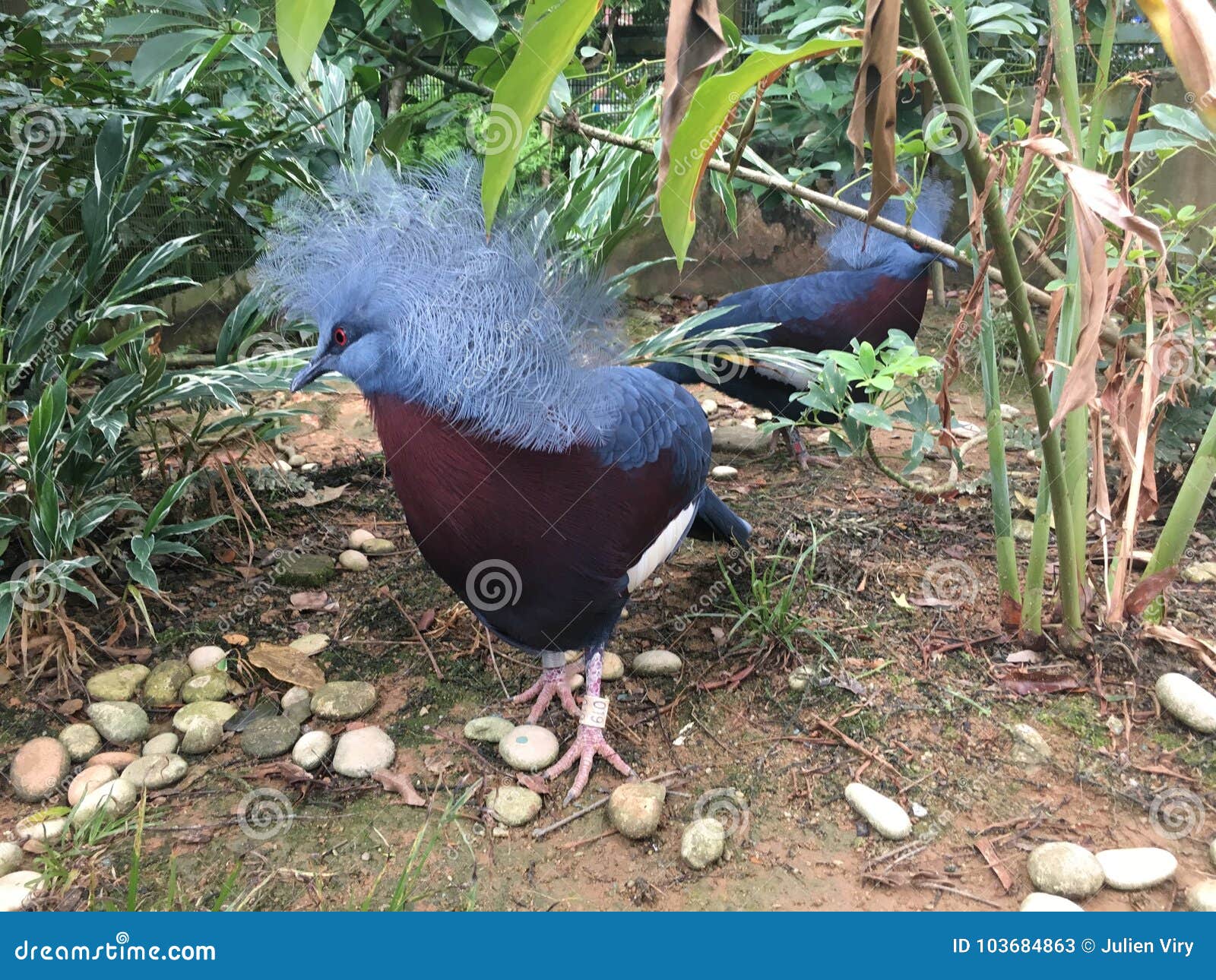 Scheepmaker`s Crowned Pigeon Staring Straight Stock Photography ...