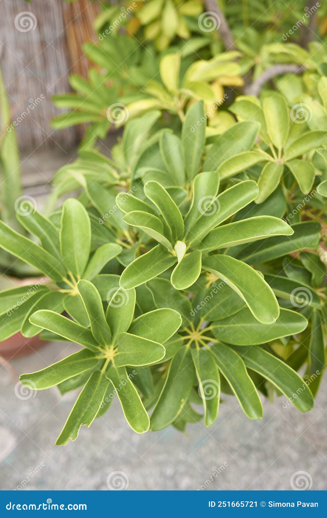 Schefflera Actinophylla Shrub Stock Image - Image of outdoor, plant ...