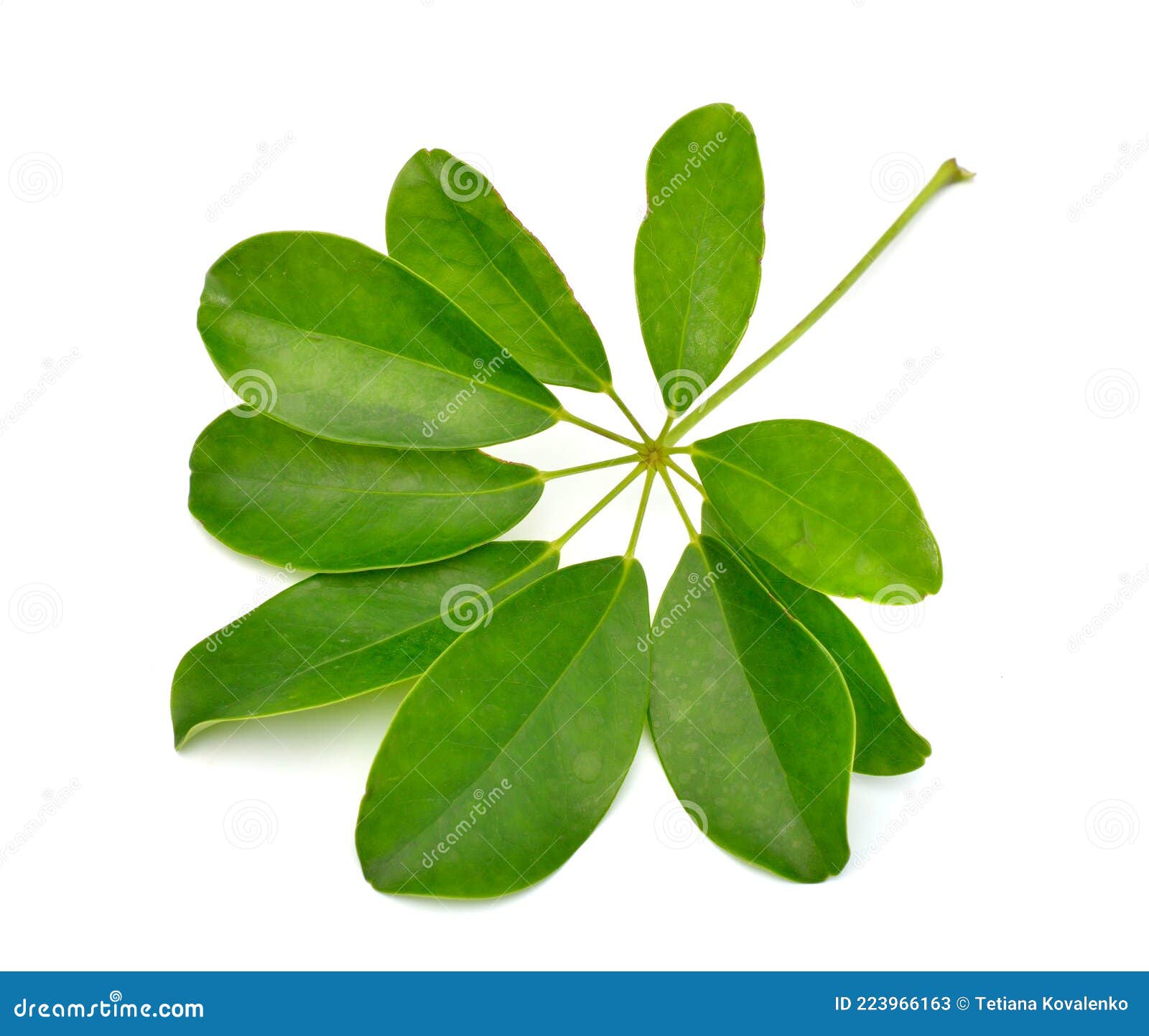 Schefflera Arboricola Or Dwarf Umbrella Tree. Isolated On White ...
