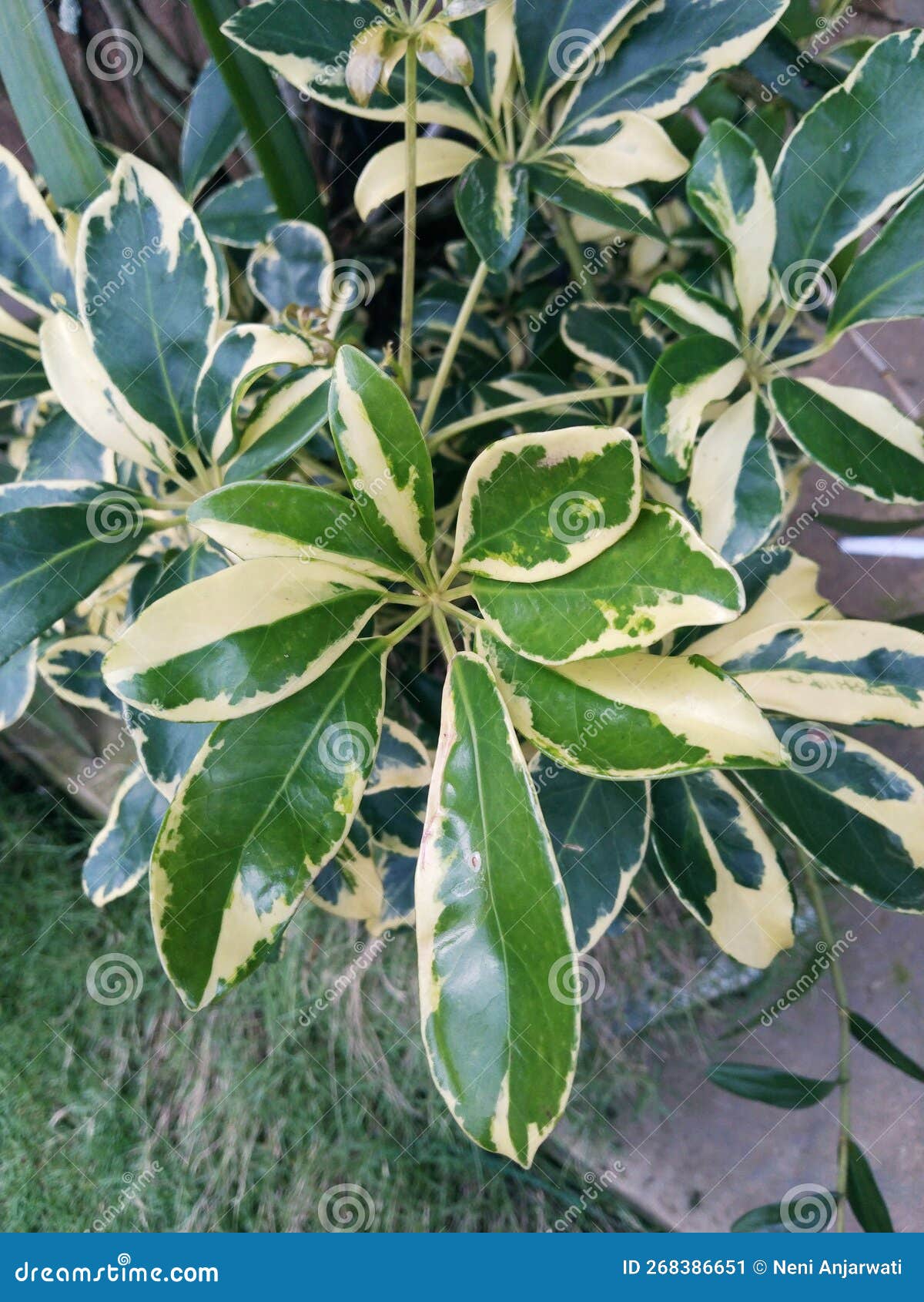 Schefflera Arboricola Ornamental Plant Stock Image - Image of flower ...