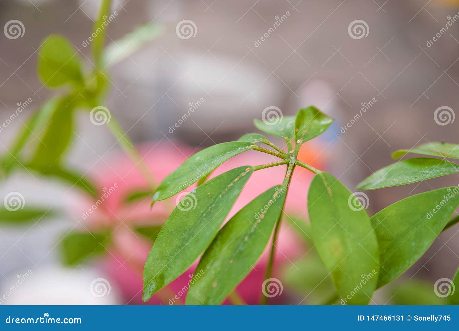 Schefflera Leaves with Shield. Plant Parasitized Close Up and Copy ...