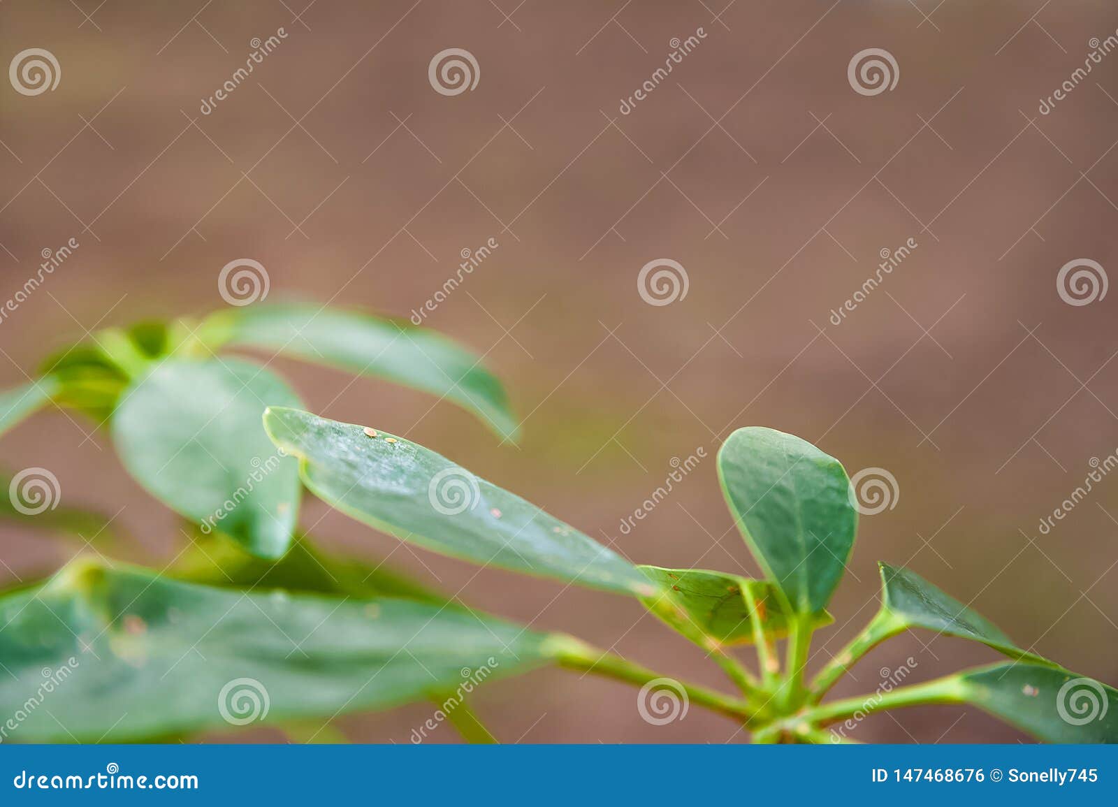 Schefflera Leaves with Shield. Plant Parasitized Close Up and Copy ...