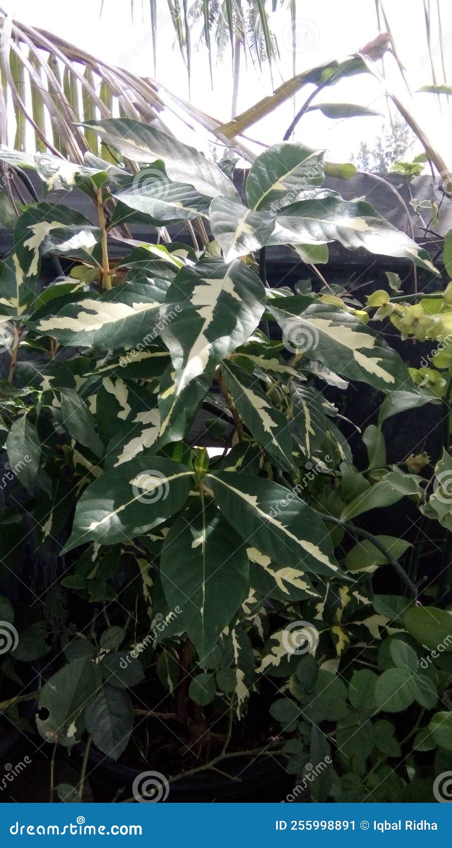 Schefflera Ornamental Plants that Grow in the Garden Stock Image ...