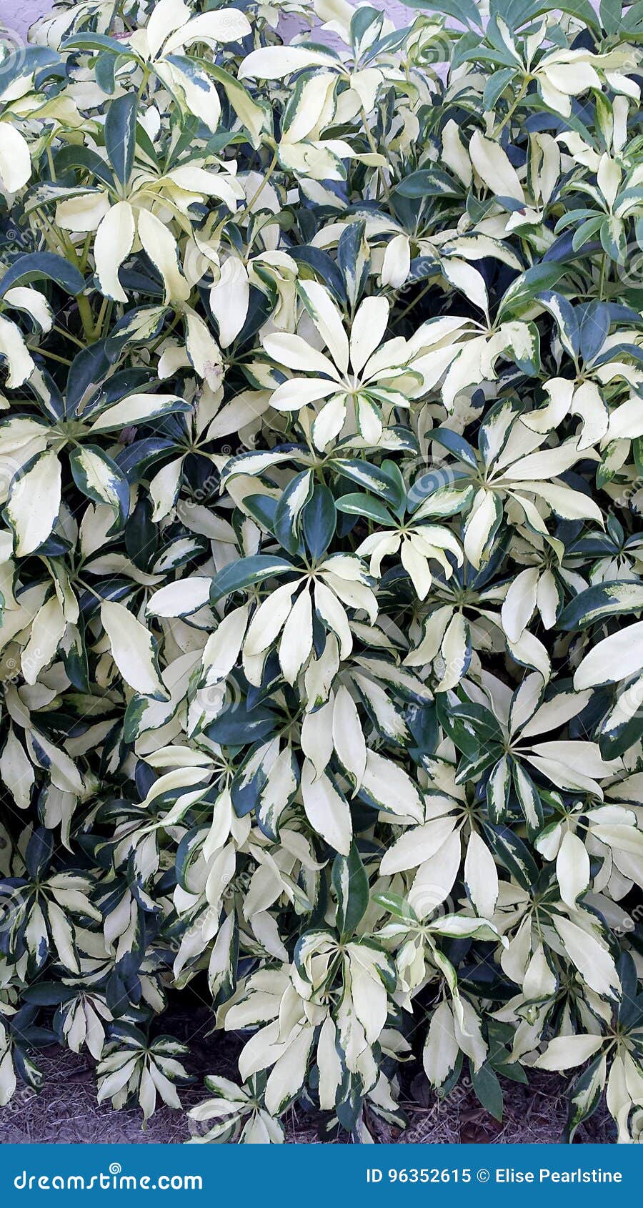 Schefflera Arboricola Hedge