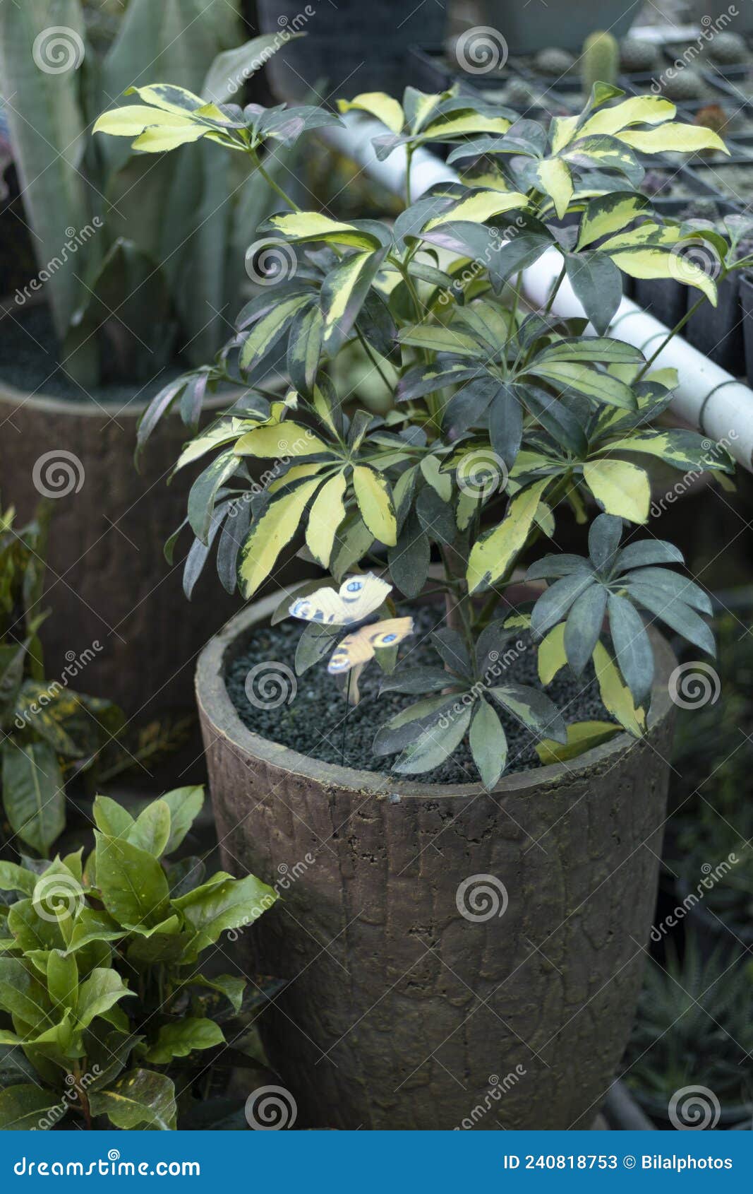 Schefflera Plant in a Large Pot Stock Image - Image of gardening ...