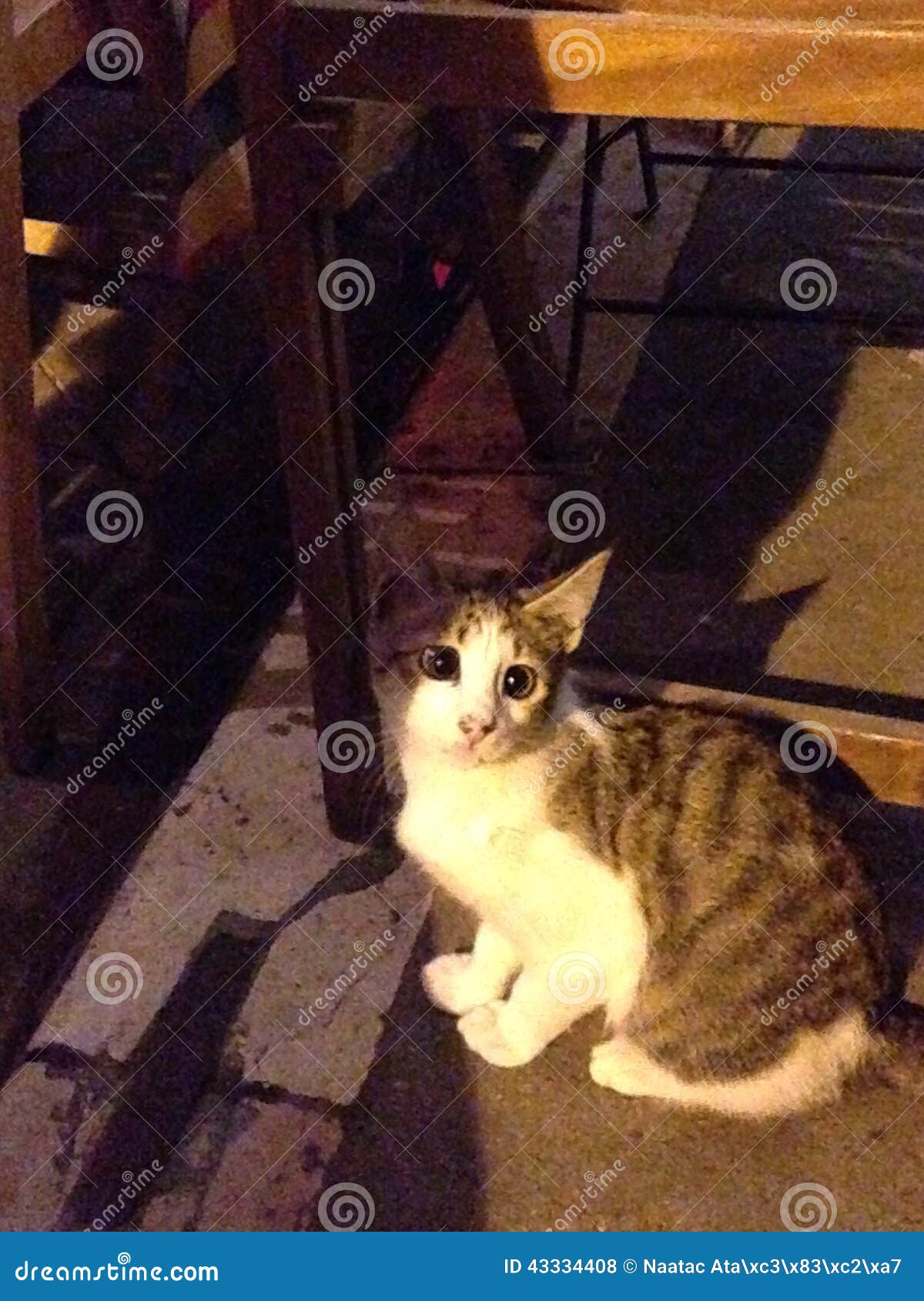 Schele kat stock foto. Image of kruis, dier, ezelig, vrij - 43334408