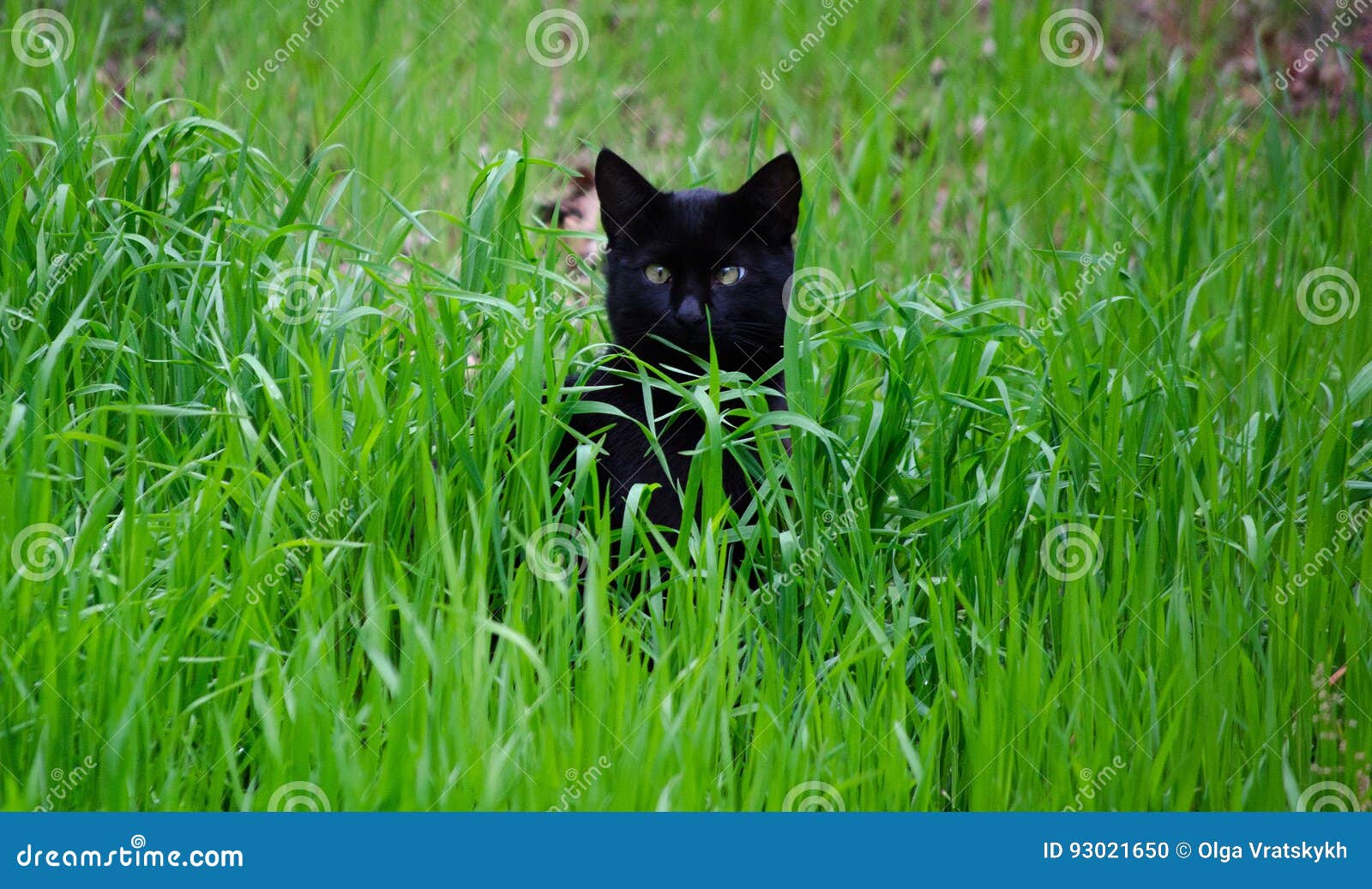 Schele Kat Die Camera Bekijken Stock Foto - Image of katje, zwart: 93021650