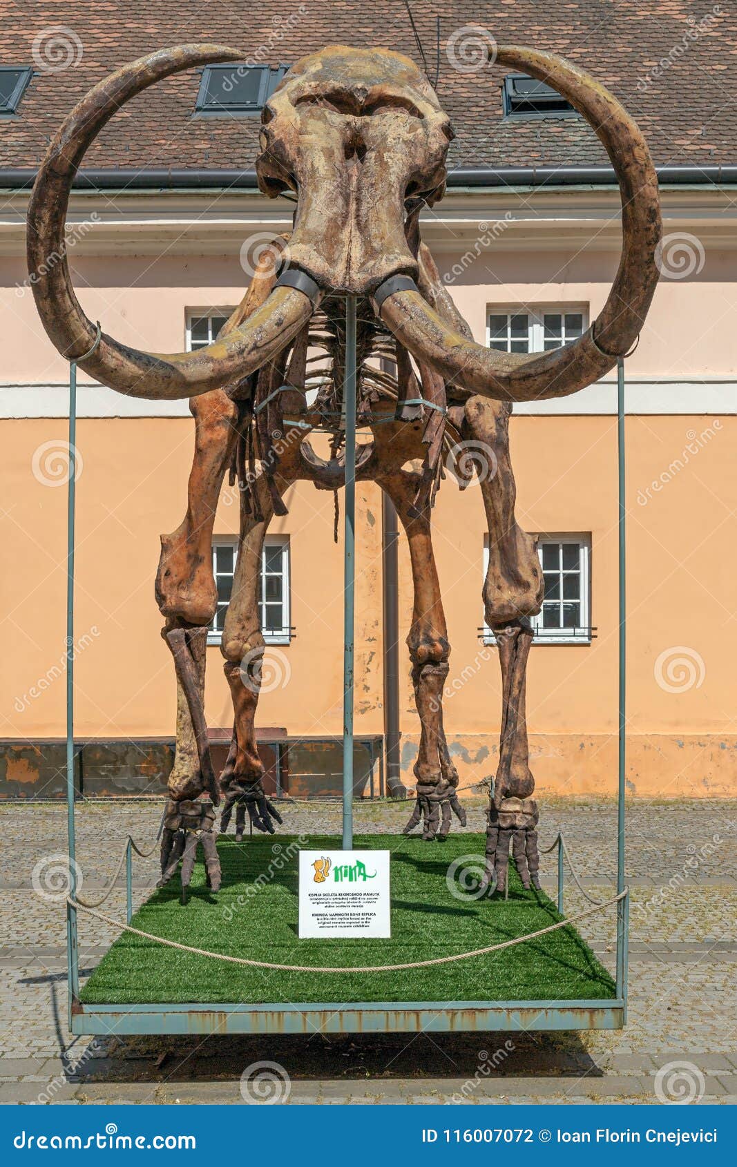 Schelet De Un Mamut Reconstruido Fotografía editorial - Imagen de temas ...