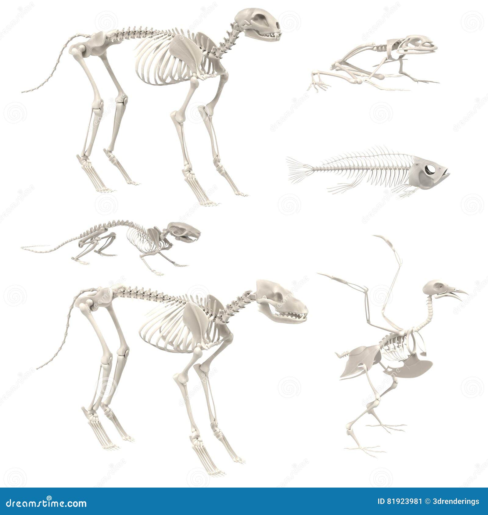 Scheletri animali illustrazione di stock. Illustrazione di uccello ...