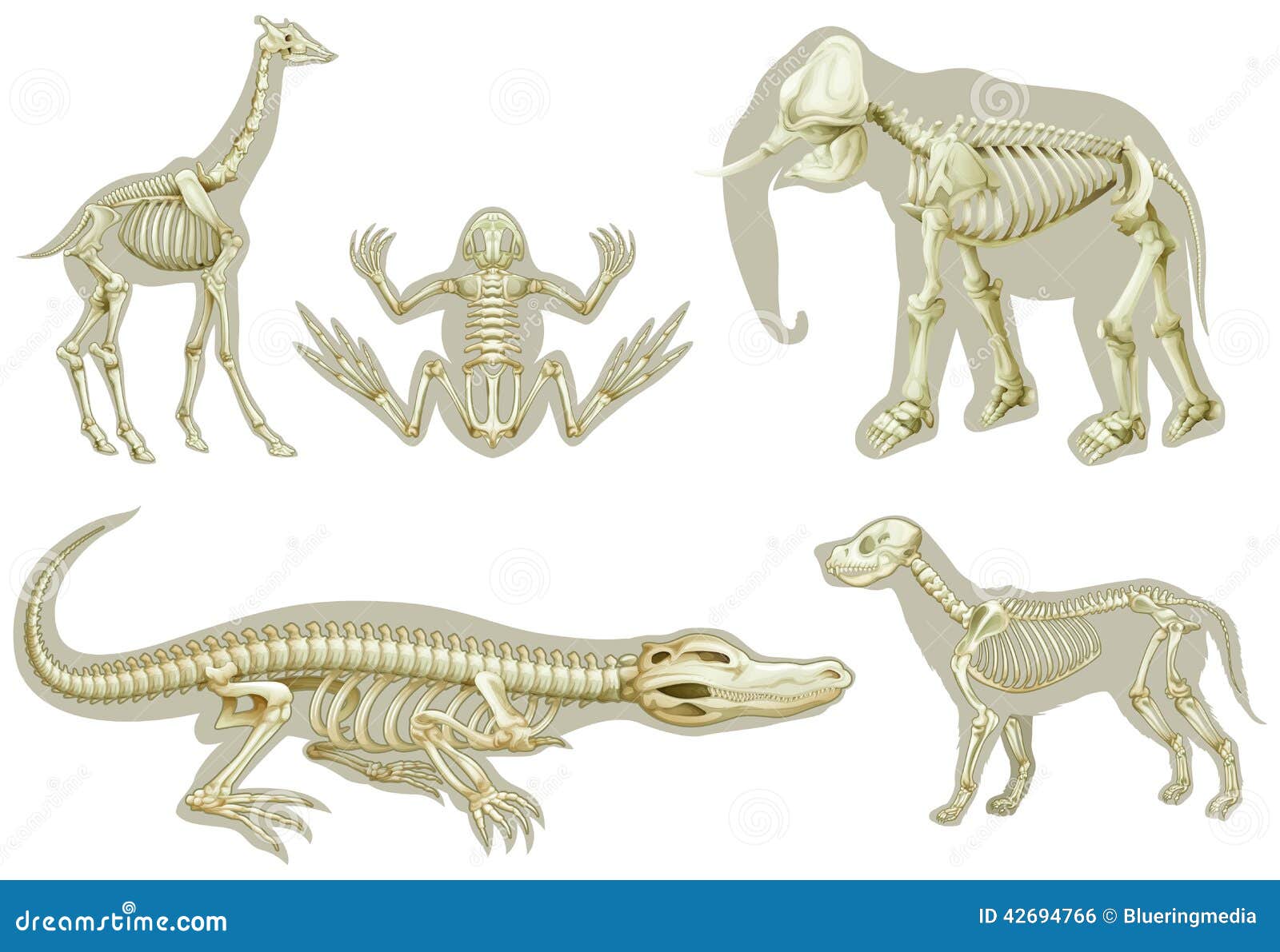 Scheletri degli animali illustrazione vettoriale. Illustrazione di ...