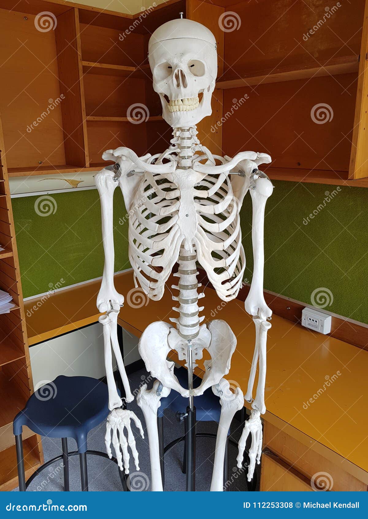 Scheletro fotografia stock. Immagine di rivestimenti - 112253308