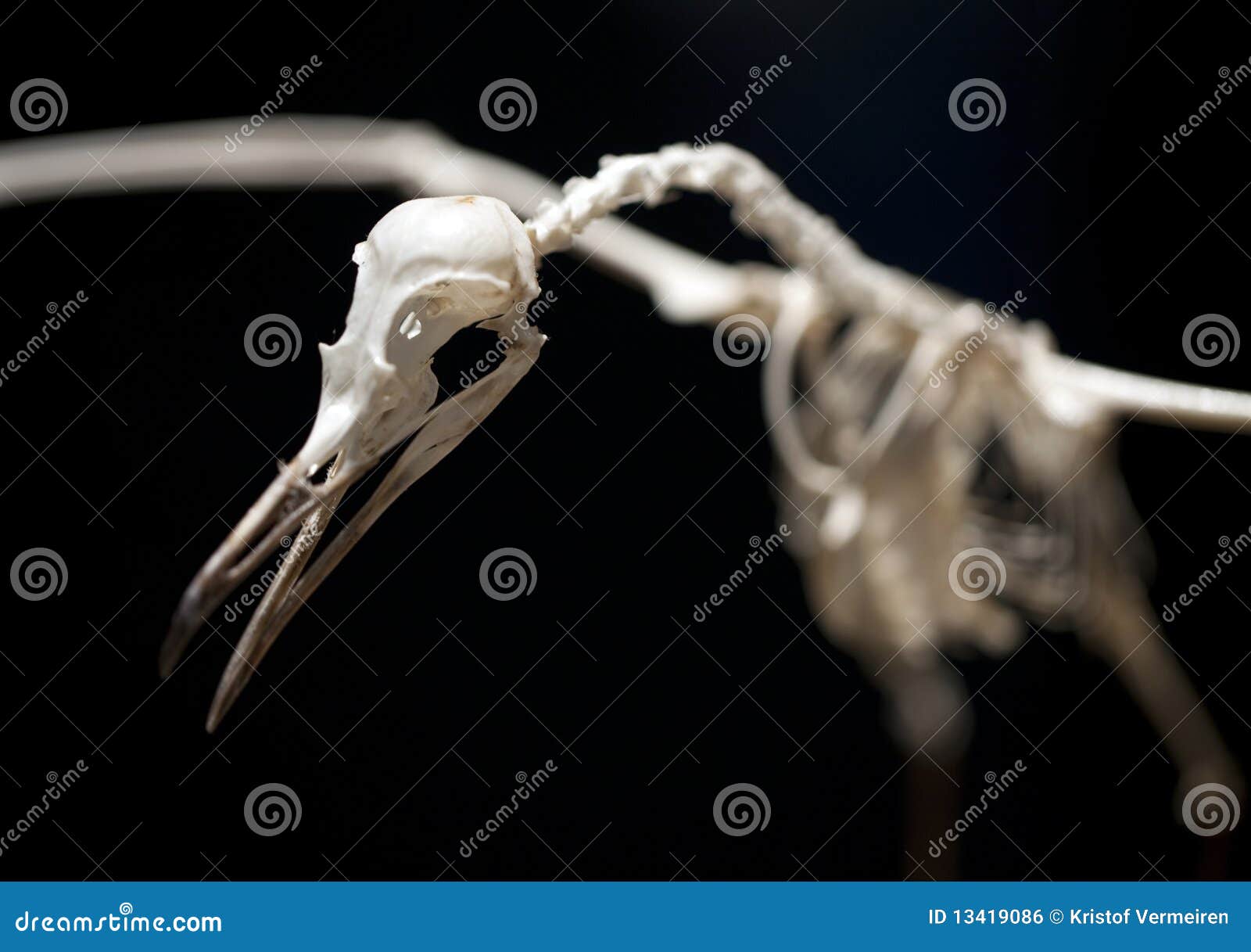 Scheletro fotografia stock. Immagine di cranio, ossa - 13419086