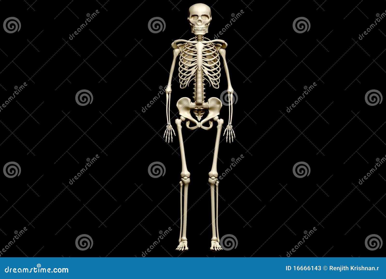 Scheletro illustrazione di stock. Illustrazione di giunti - 16666143