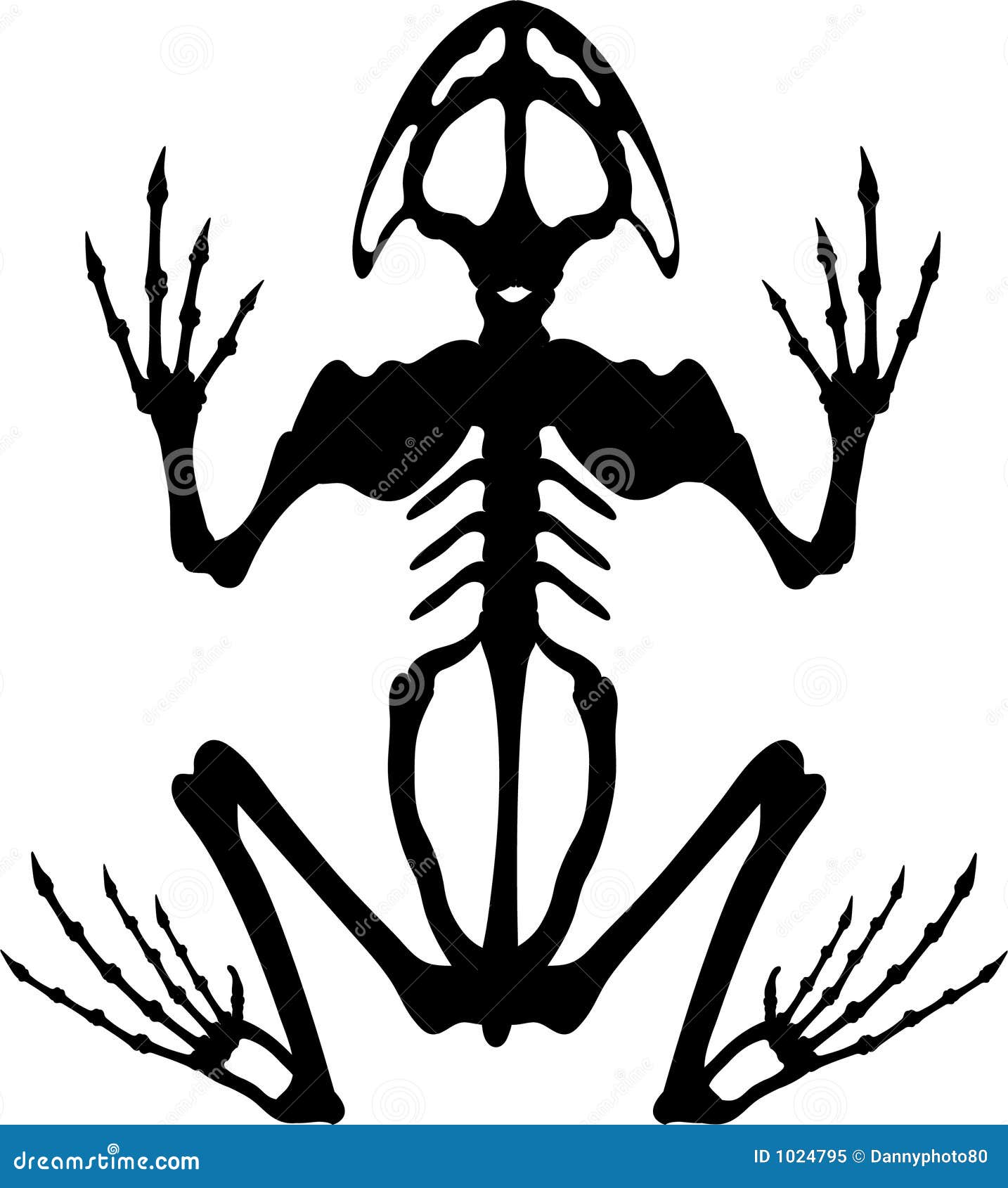 Scheletro 2 della rana illustrazione di stock. Illustrazione di animale ...