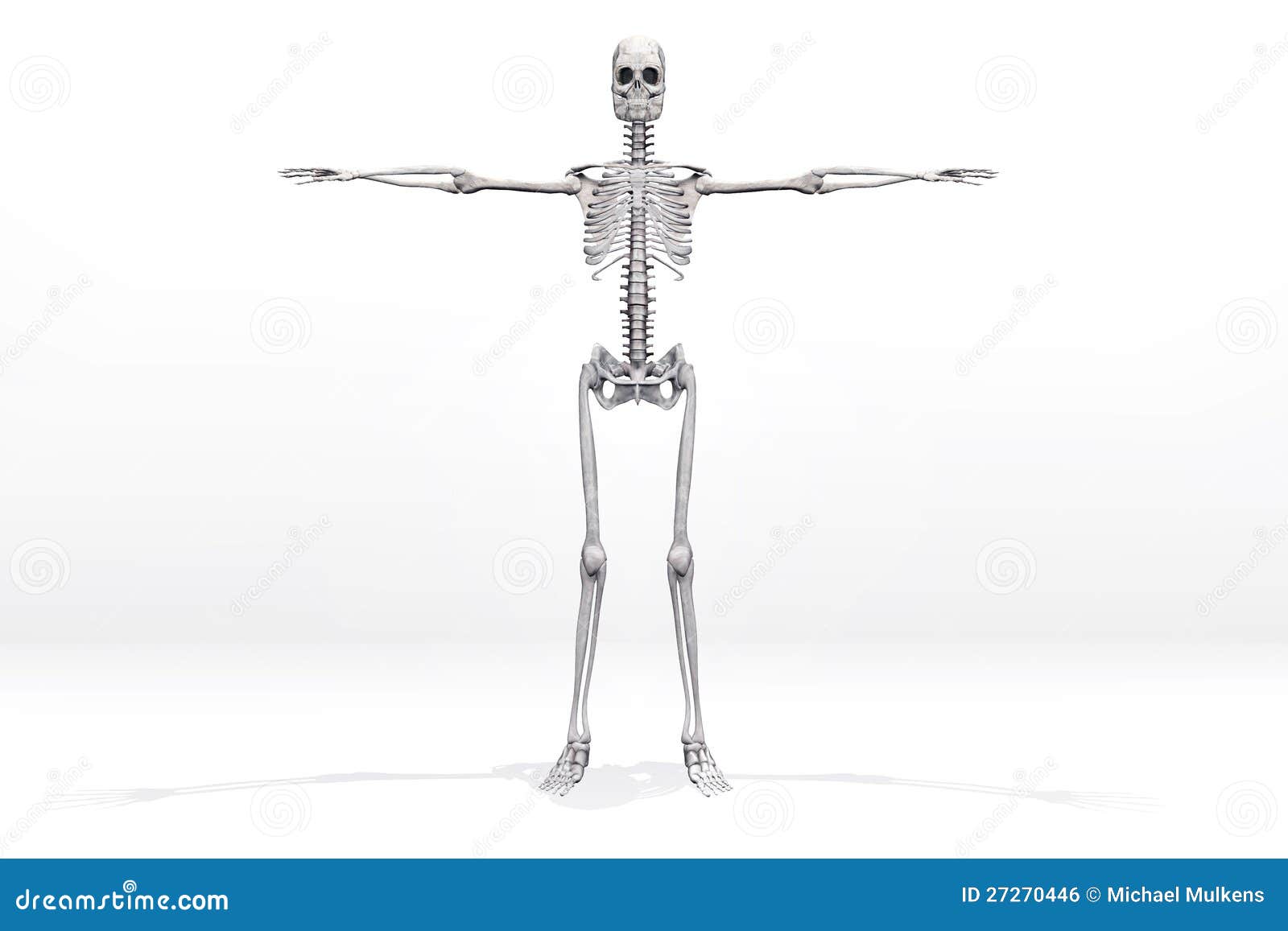 Scheletro illustrazione di stock. Illustrazione di salute - 27270446