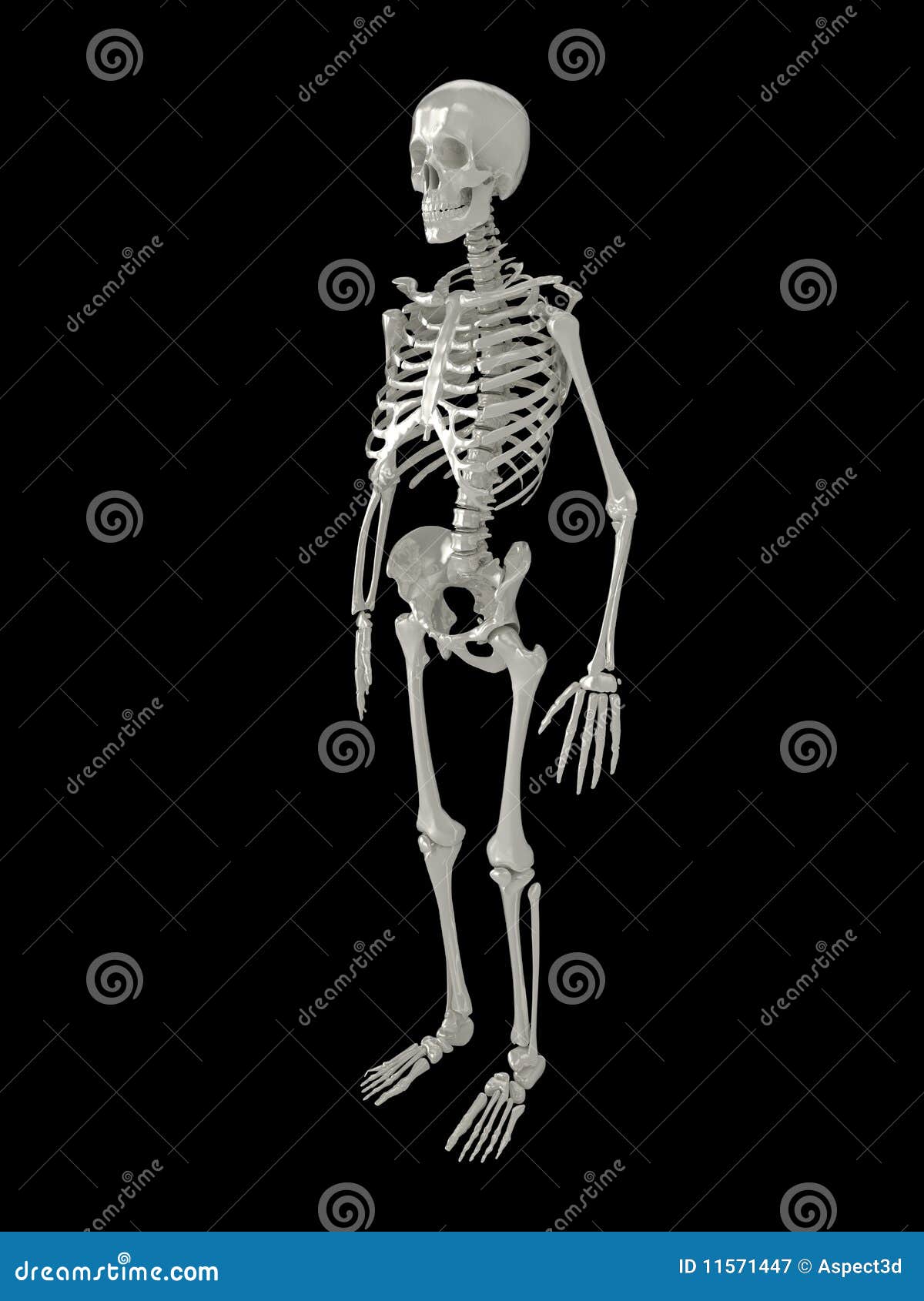 Scheletro 3d illustrazione di stock. Illustrazione di grafico - 11571447