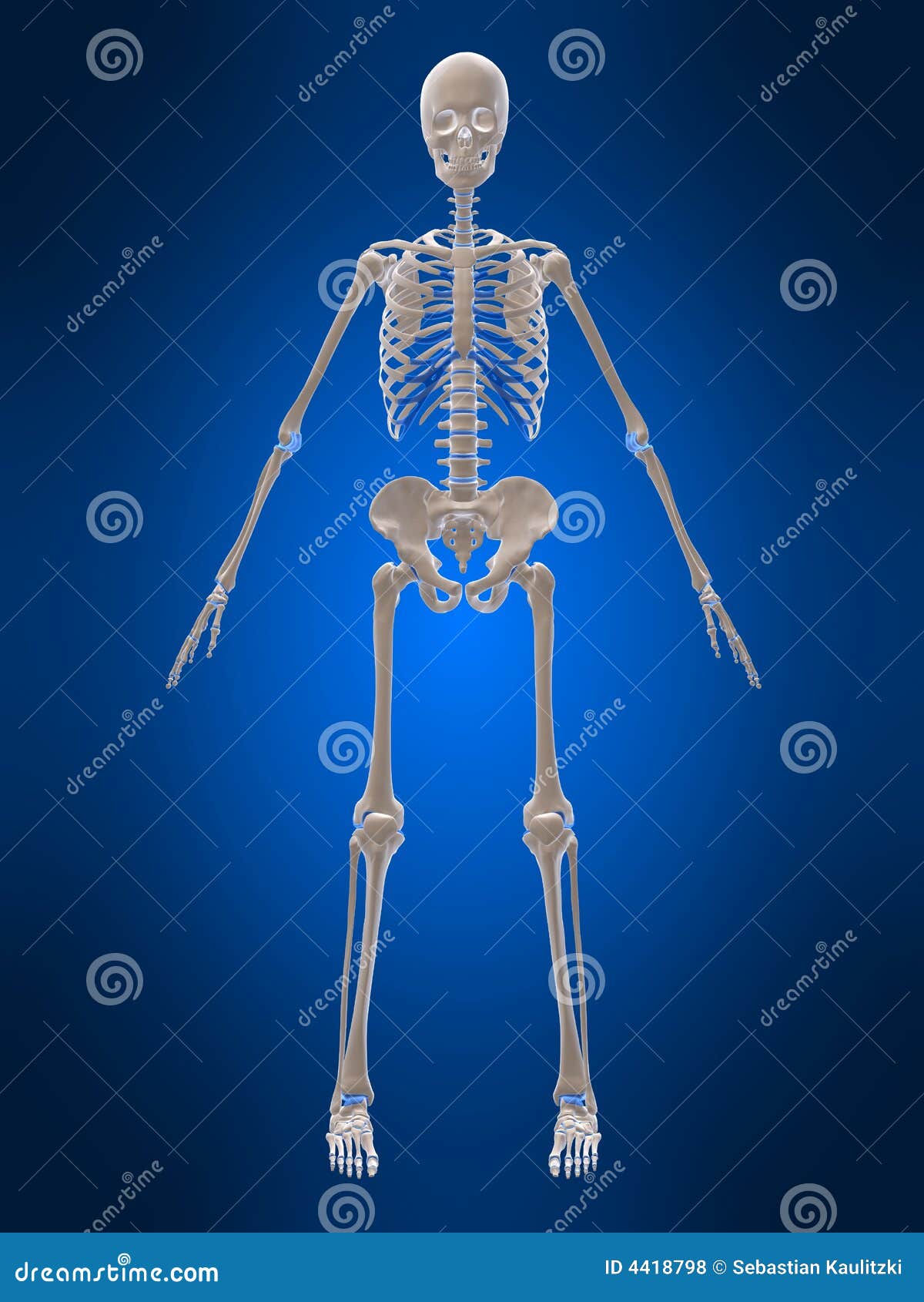 Scheletro 3d illustrazione di stock. Illustrazione di anatomia - 4418798