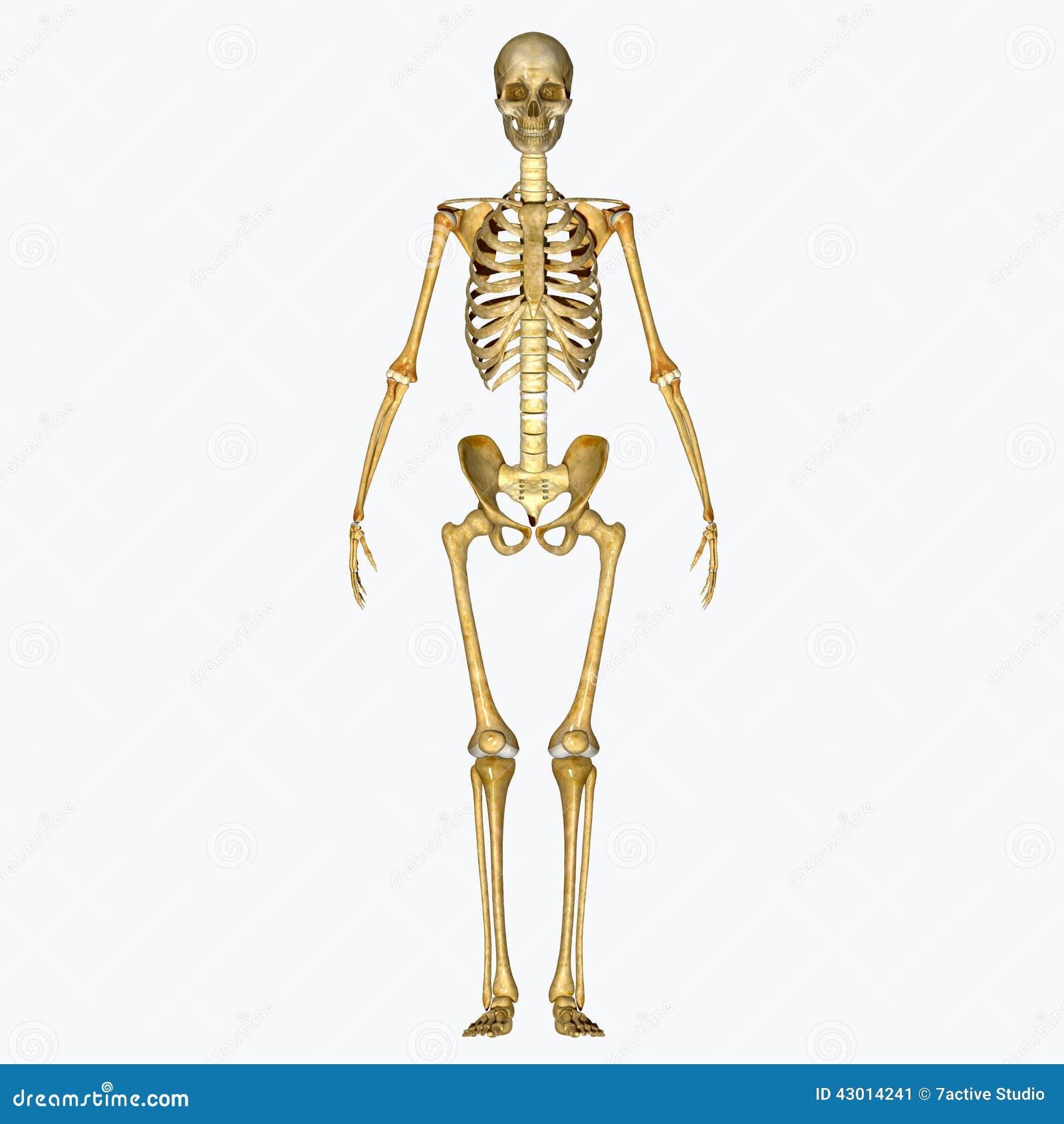 Scheletro immagine stock. Immagine di umano, diminuzioni - 43014241