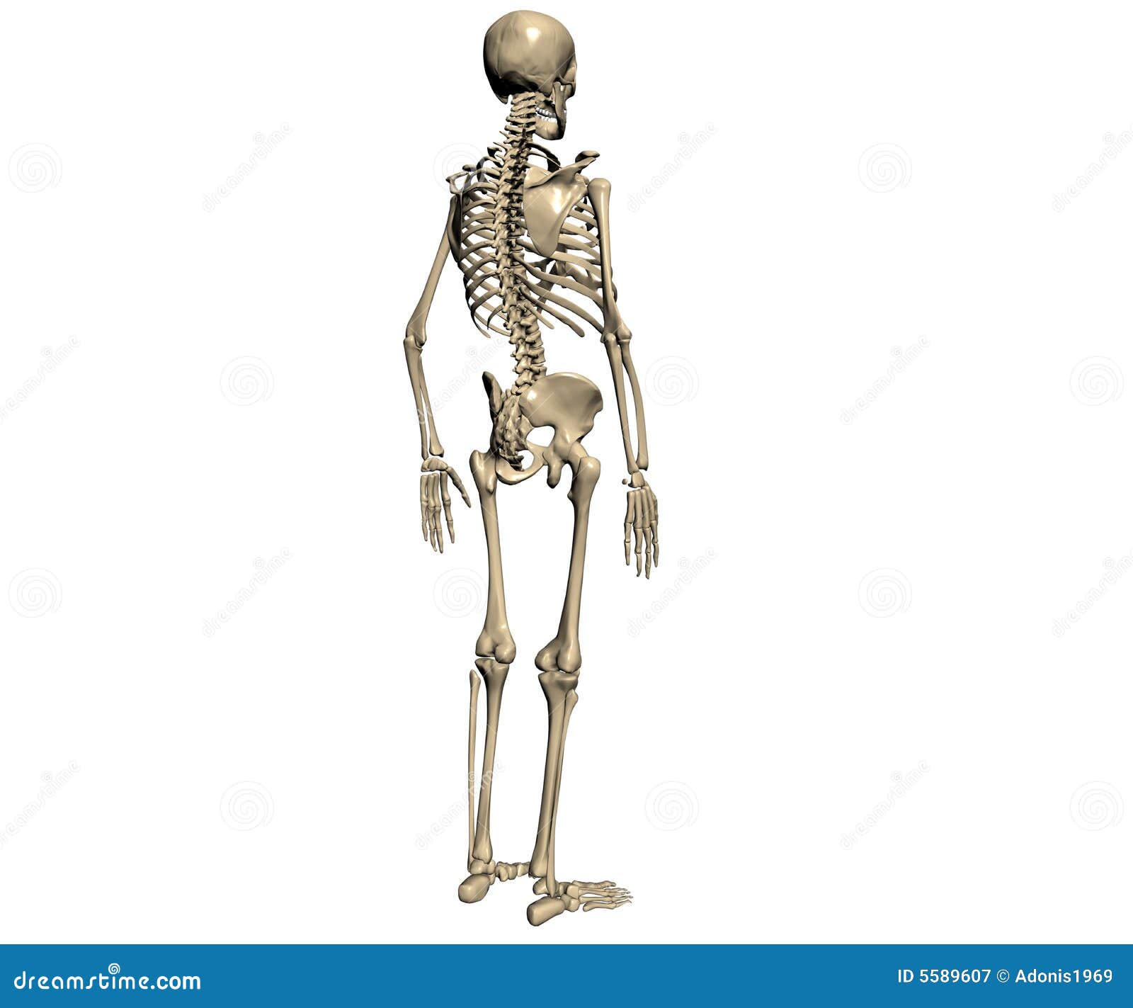 Scheletro illustrazione di stock. Illustrazione di scheletrico - 5589607