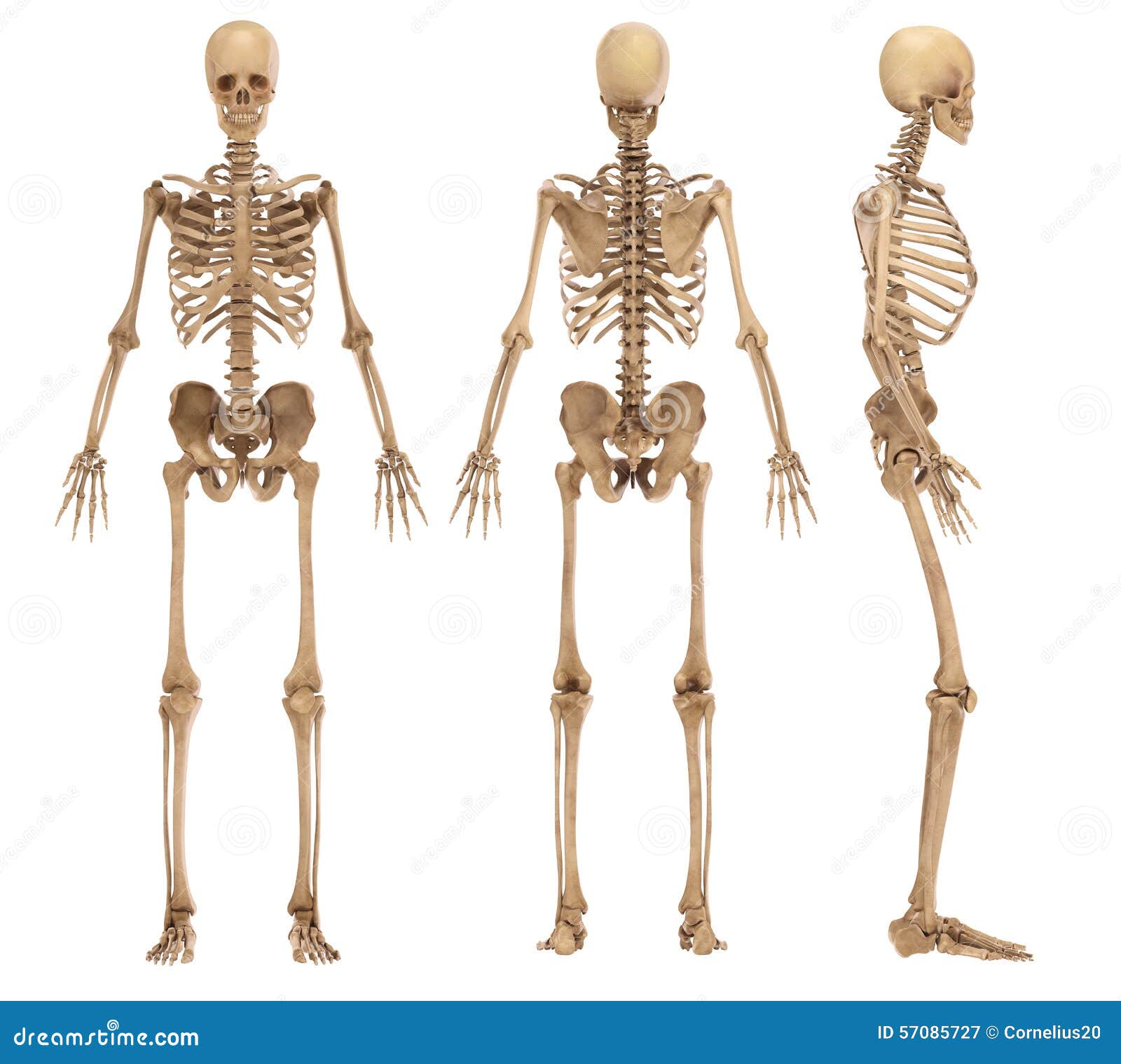 Scheletro illustrazione di stock. Illustrazione di rontgen - 57085727