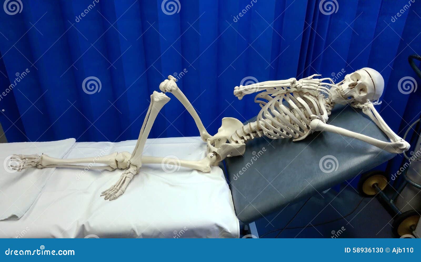 Scheletro fotografia stock. Immagine di cintura, mandibola - 58936130