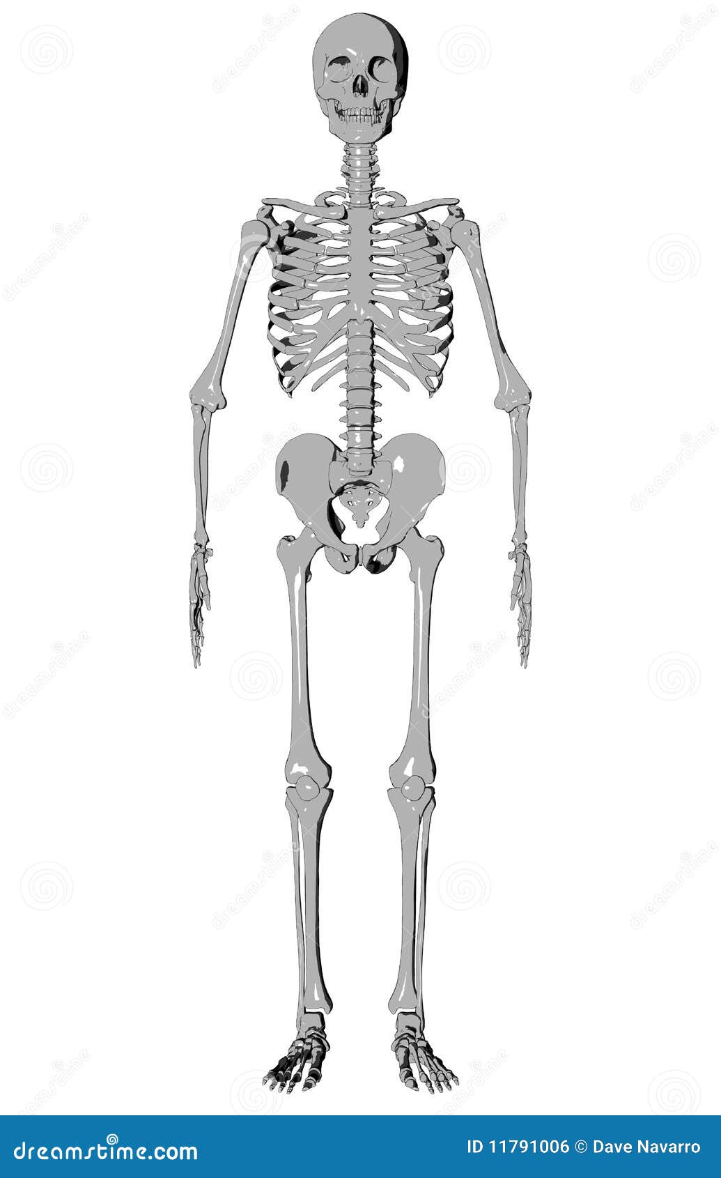 Scheletro - abbozzo illustrazione di stock. Illustrazione di medicina ...