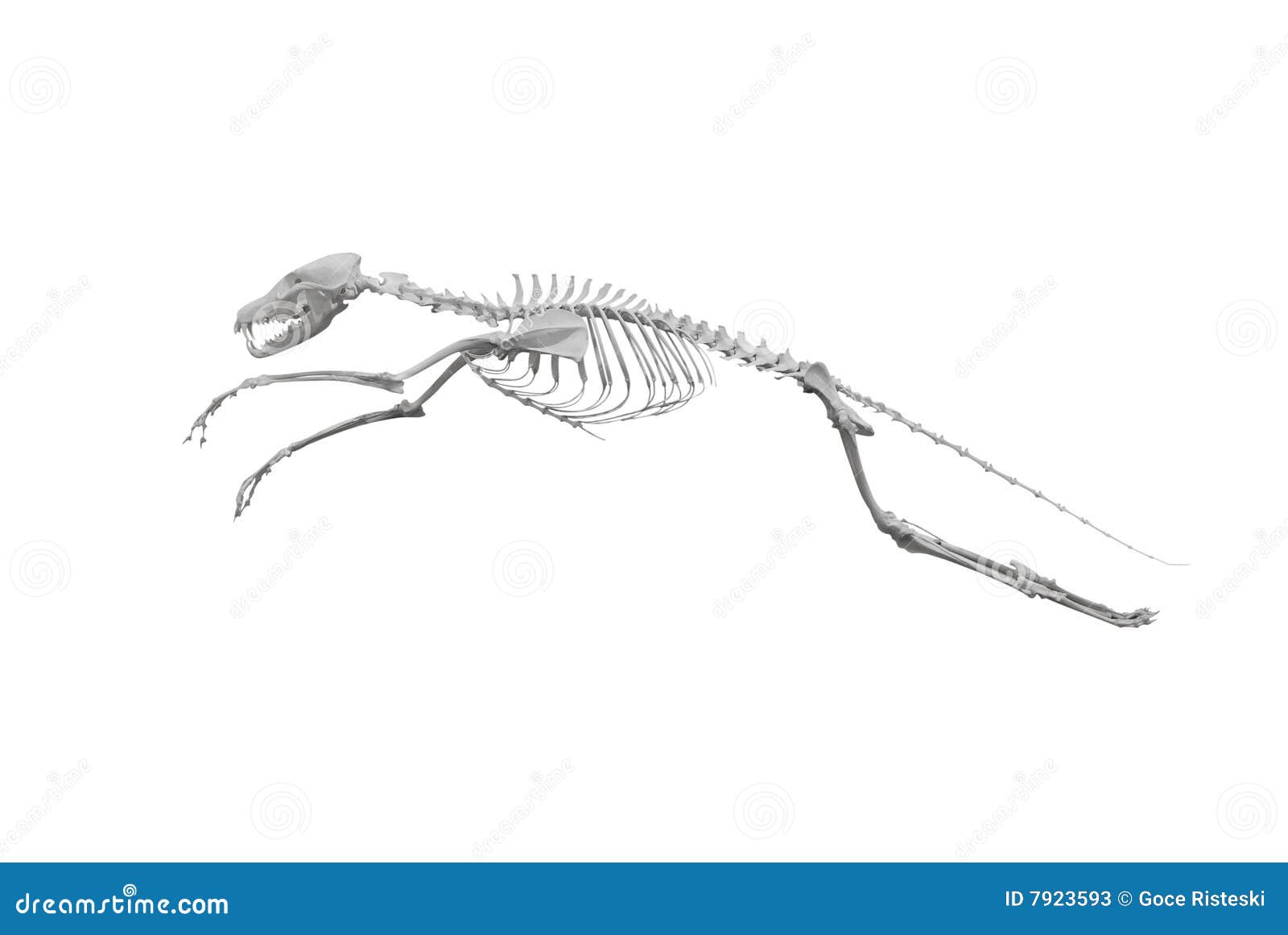 Scheletro animale immagine stock. Immagine di scheletro - 7923593