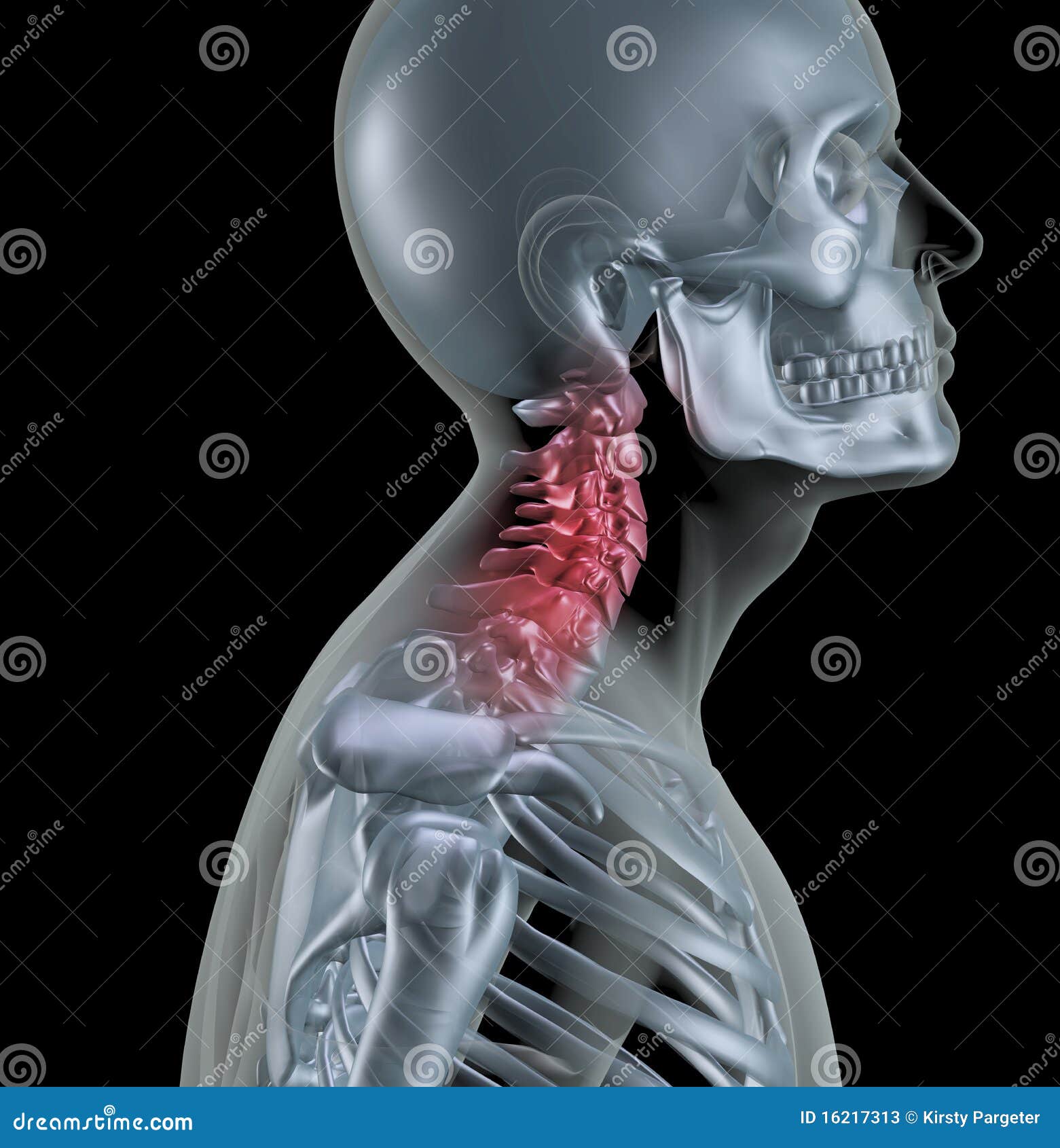 Scheletro Che Mostra Le Ossa Di Collo Illustrazione di Stock ...