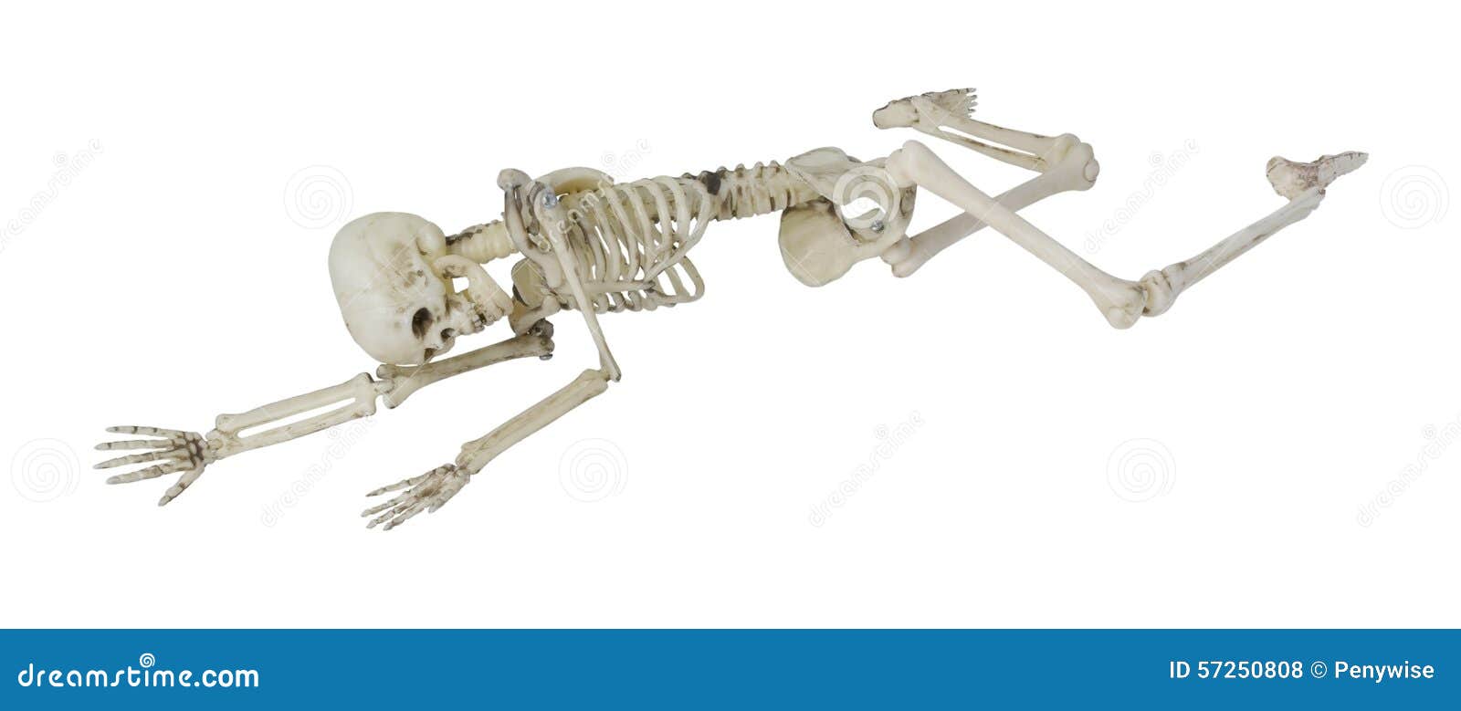 Scheletro Che Pone Parzialmente Incline E Lateralmente Fotografia Stock ...