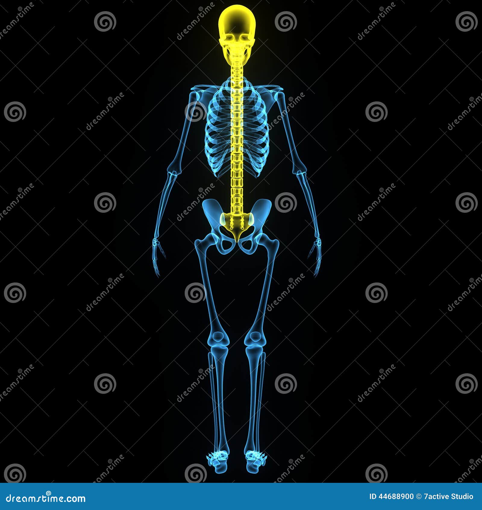 Scheletro Con Il Cranio E La Colonna Vertebrale Illustrazione di Stock ...