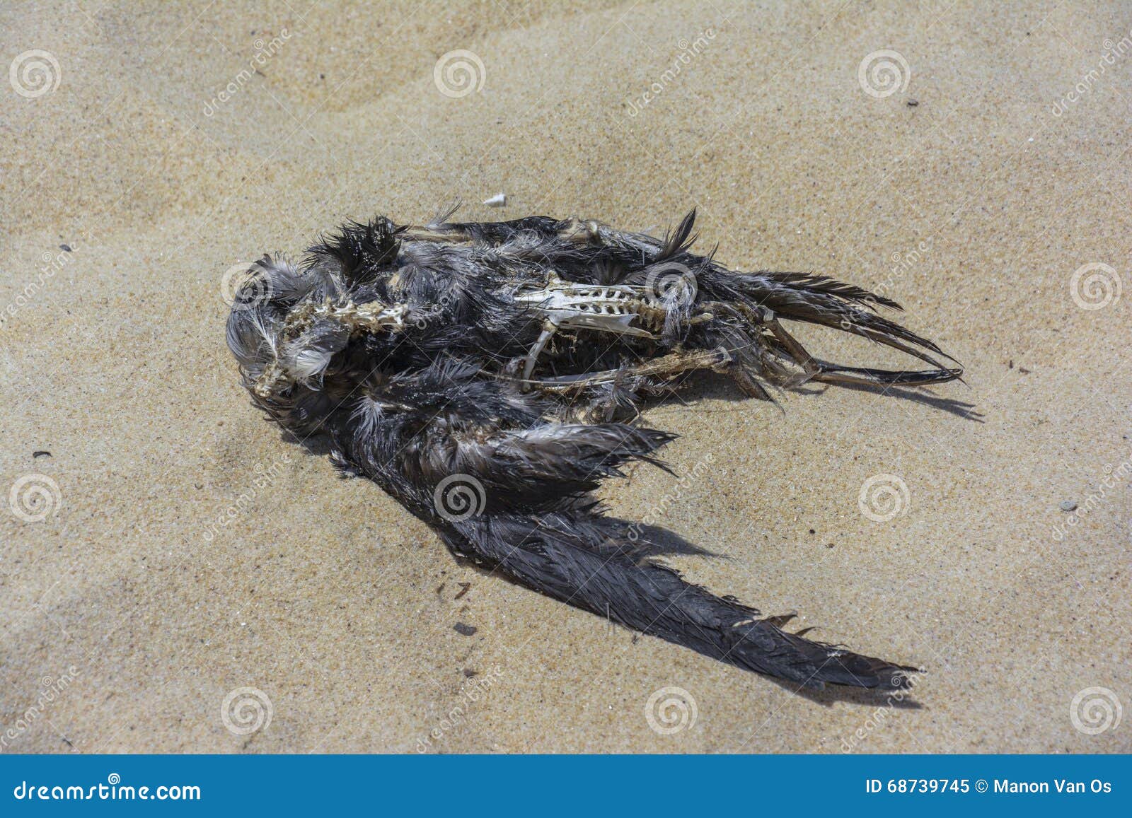 Scheletro Da Un Uccello Sulla Spiaggia Immagine Stock - Immagine di ...