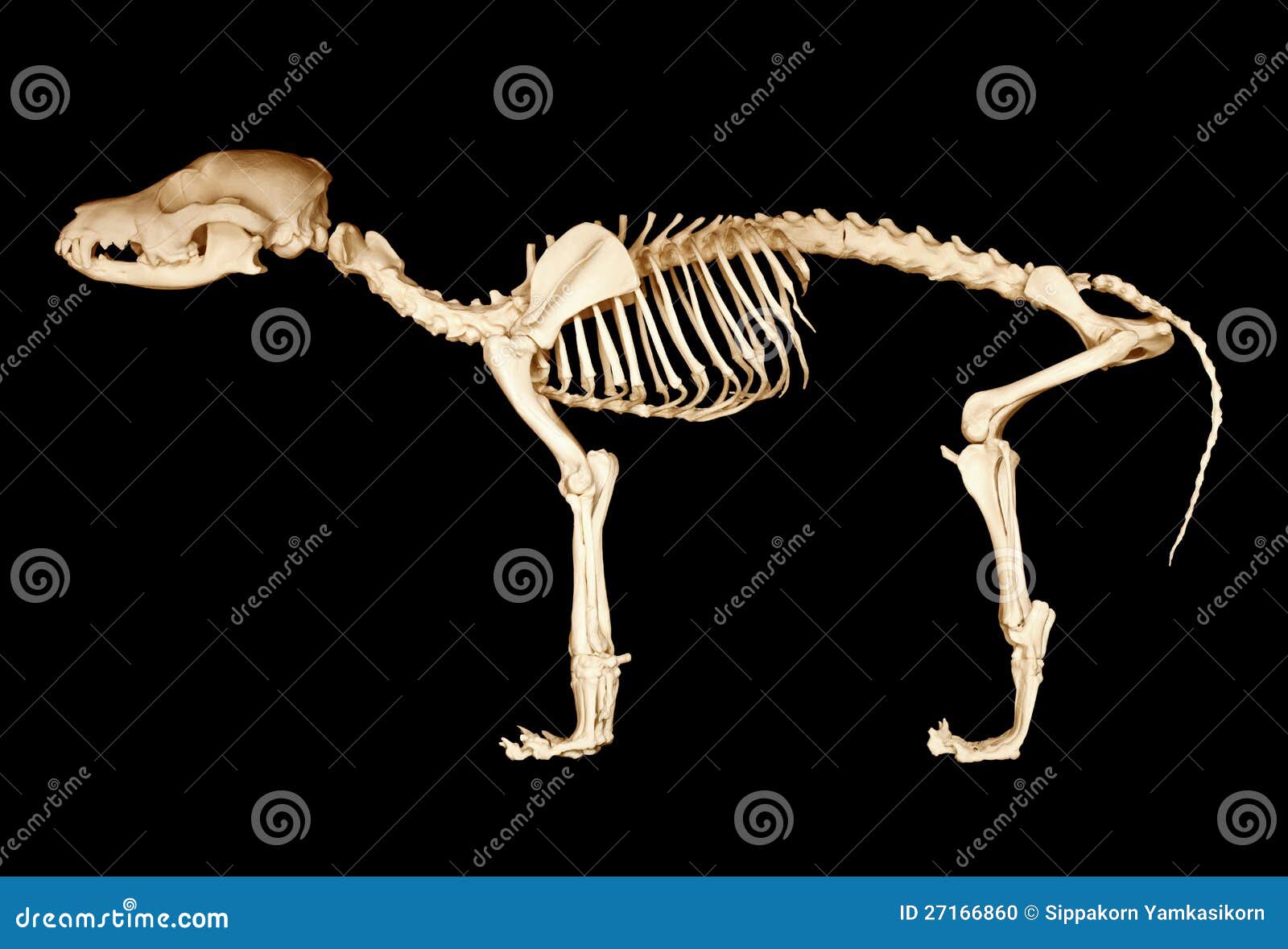 Scheletro del cane fotografia stock. Immagine di scienza - 27166860