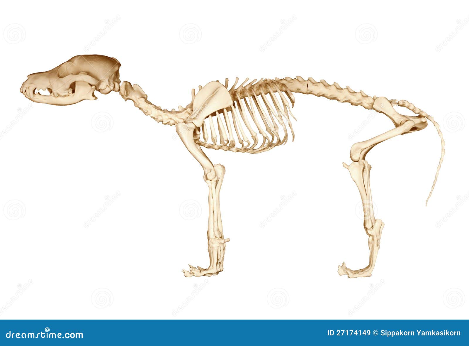 Scheletro del cane immagine stock. Immagine di cura, ulna - 27174149