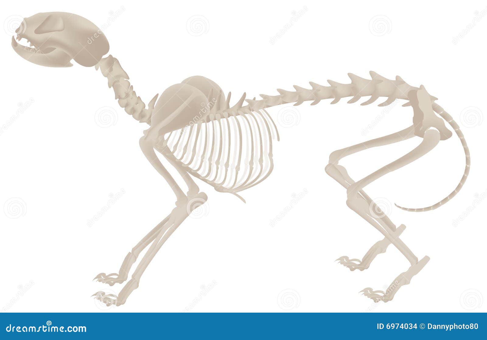 Scheletro del cane illustrazione di stock. Illustrazione di mammifero ...
