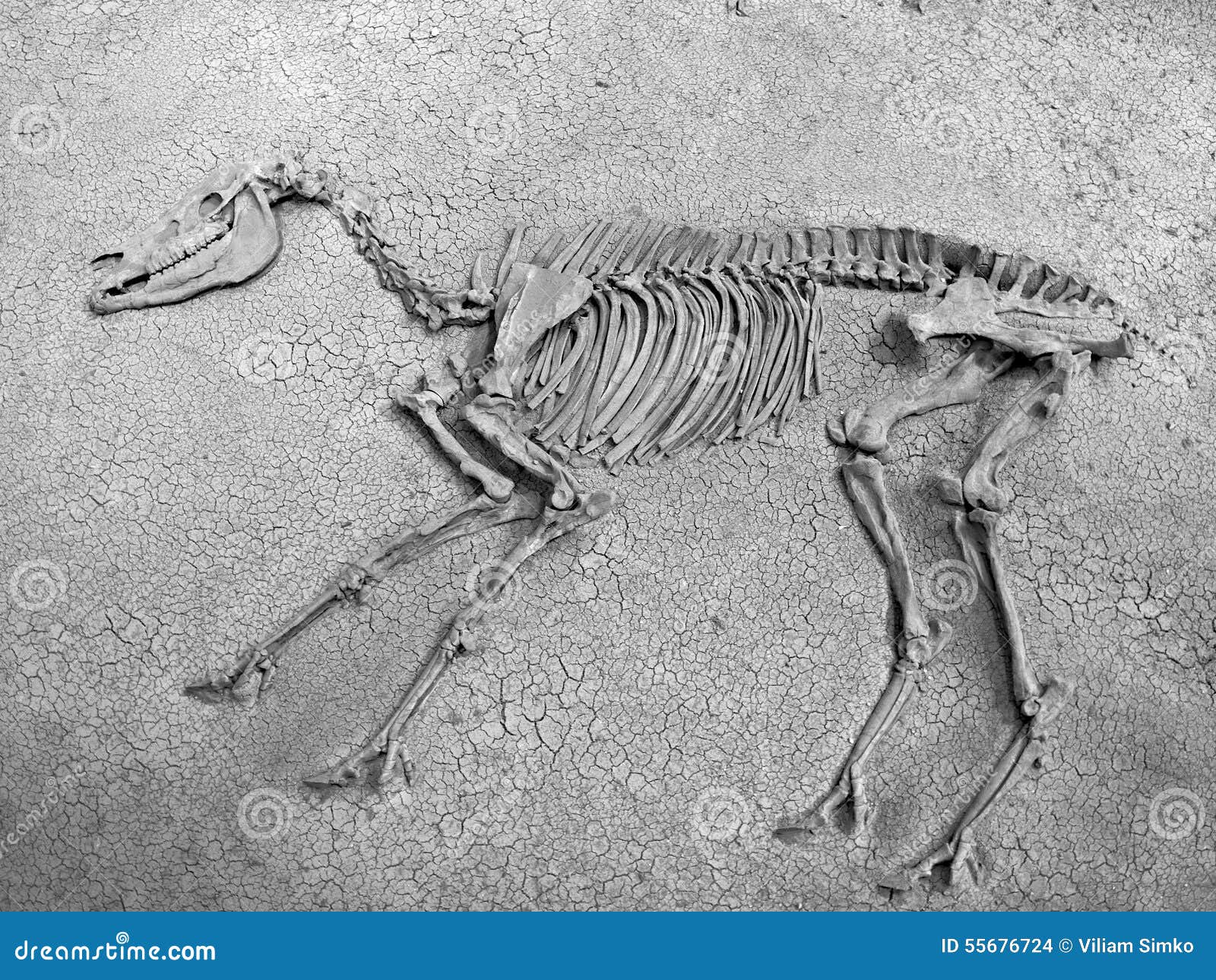 Scheletro Del Cavallo Nel Deserto Fotografia Stock - Immagine di ...