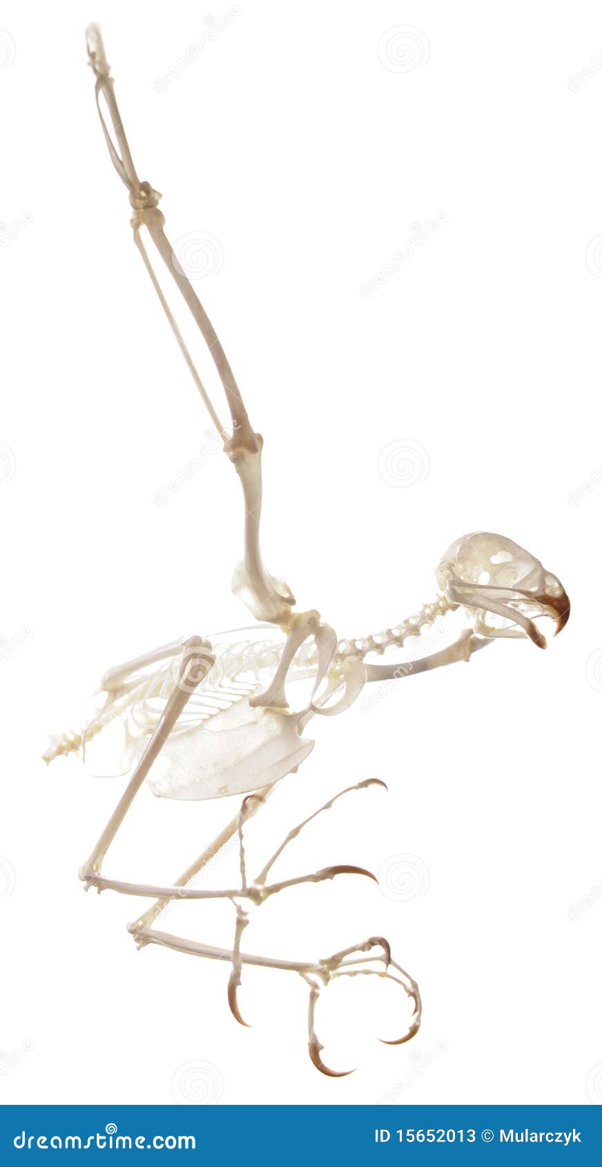 Scheletro dell'uccello immagine stock. Immagine di bianco - 15652013