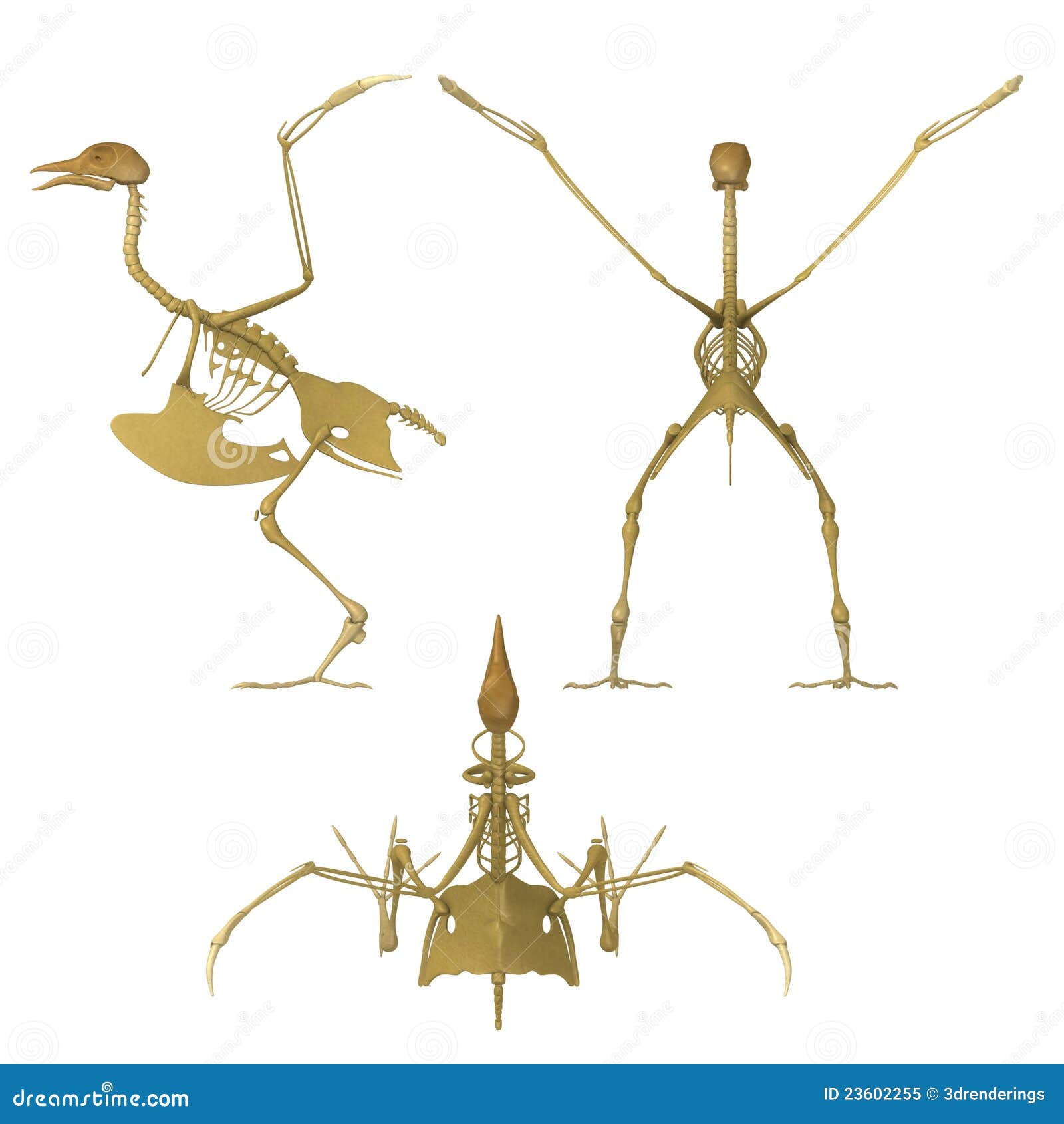 Scheletro dell'uccello illustrazione di stock. Illustrazione di sistema ...