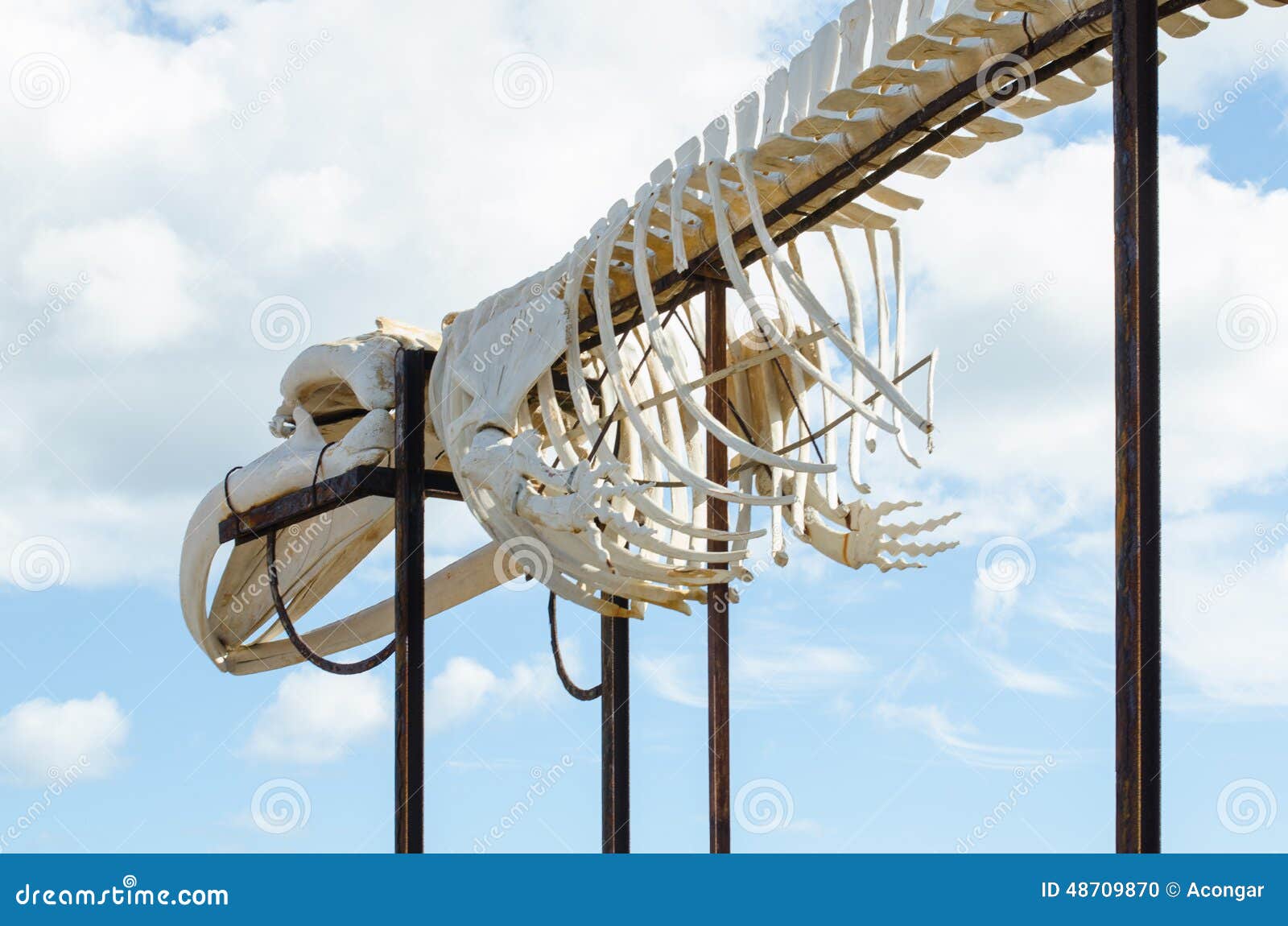 Scheletro della balena fotografia stock. Immagine di osso - 48709870