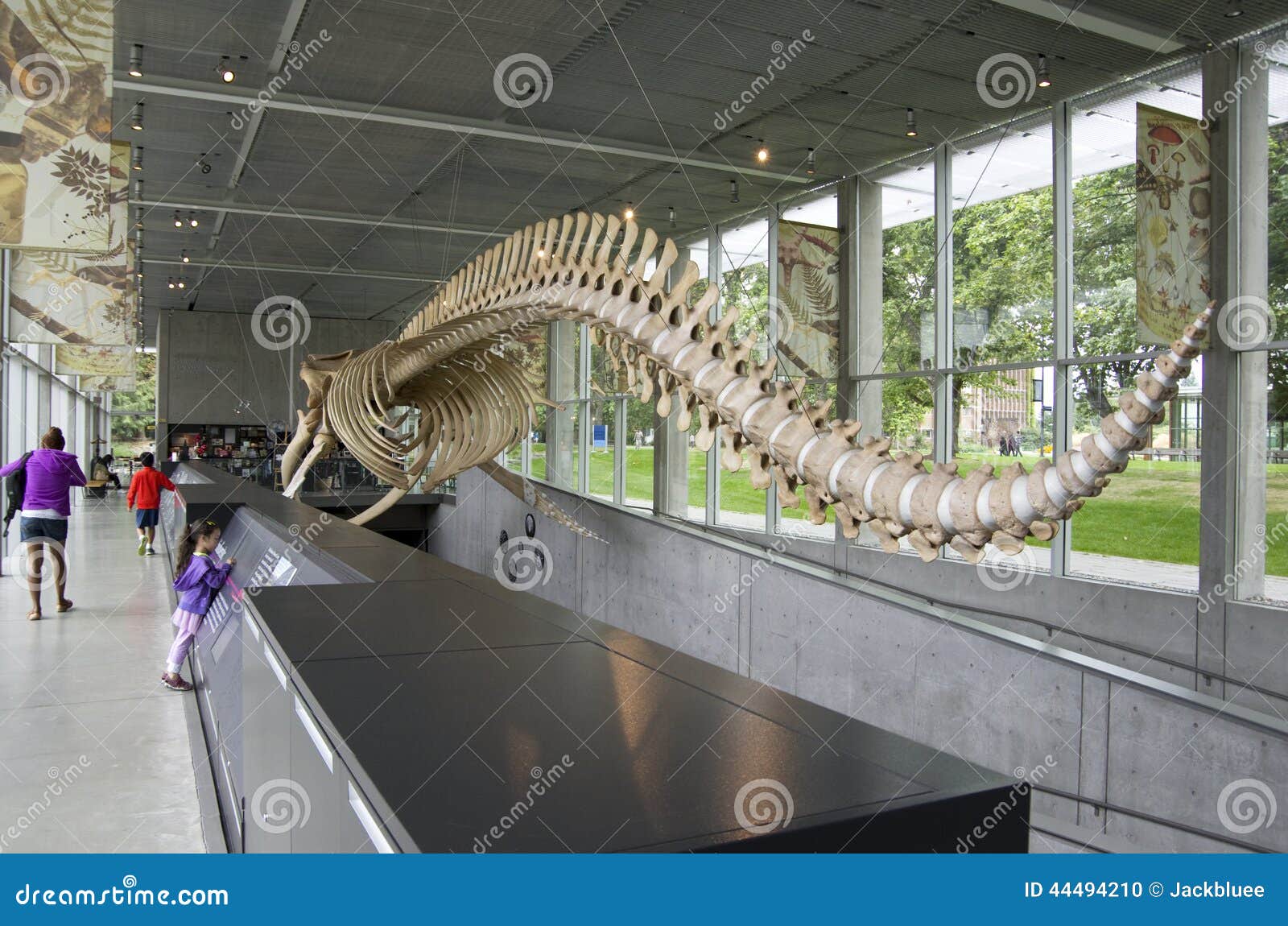 Scheletro Della Balena Blu in Museo Immagine Editoriale - Immagine di ...