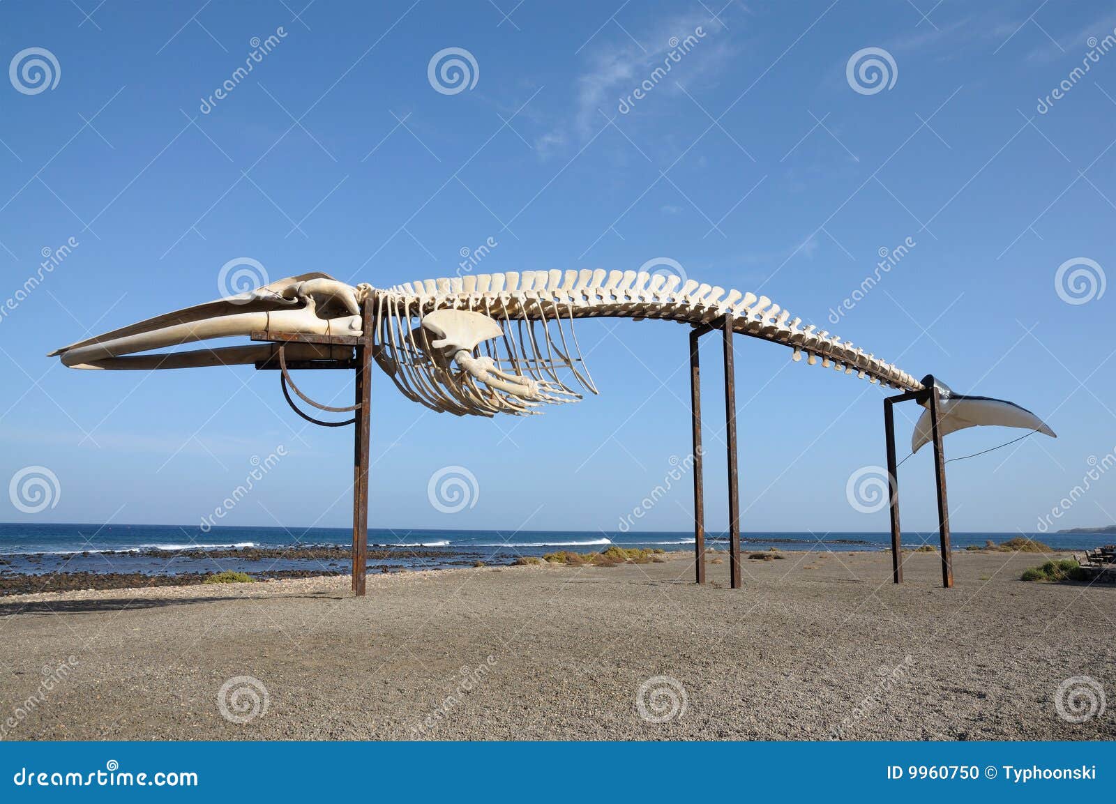 Scheletro Della Balena a Fuerteventura Spagna Fotografia Stock ...