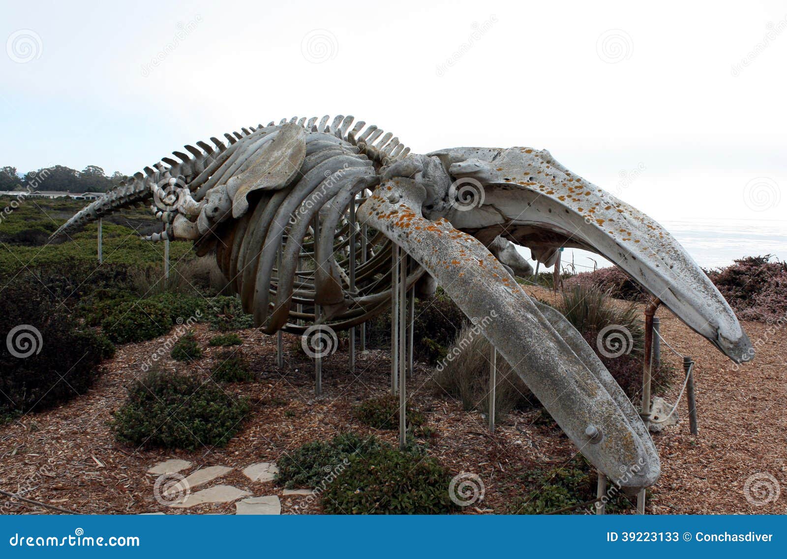Scheletro Della Balena Grigia Immagine Stock - Immagine di monterino ...