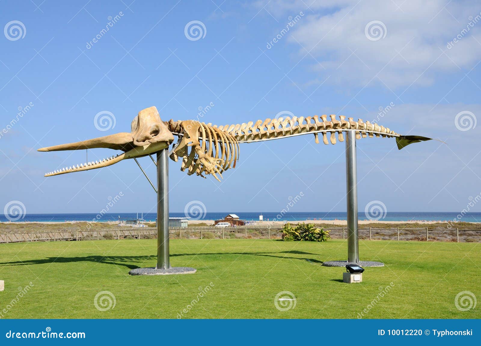 Scheletro Della Balena Su Fuerteventura Fotografia Stock - Immagine di ...