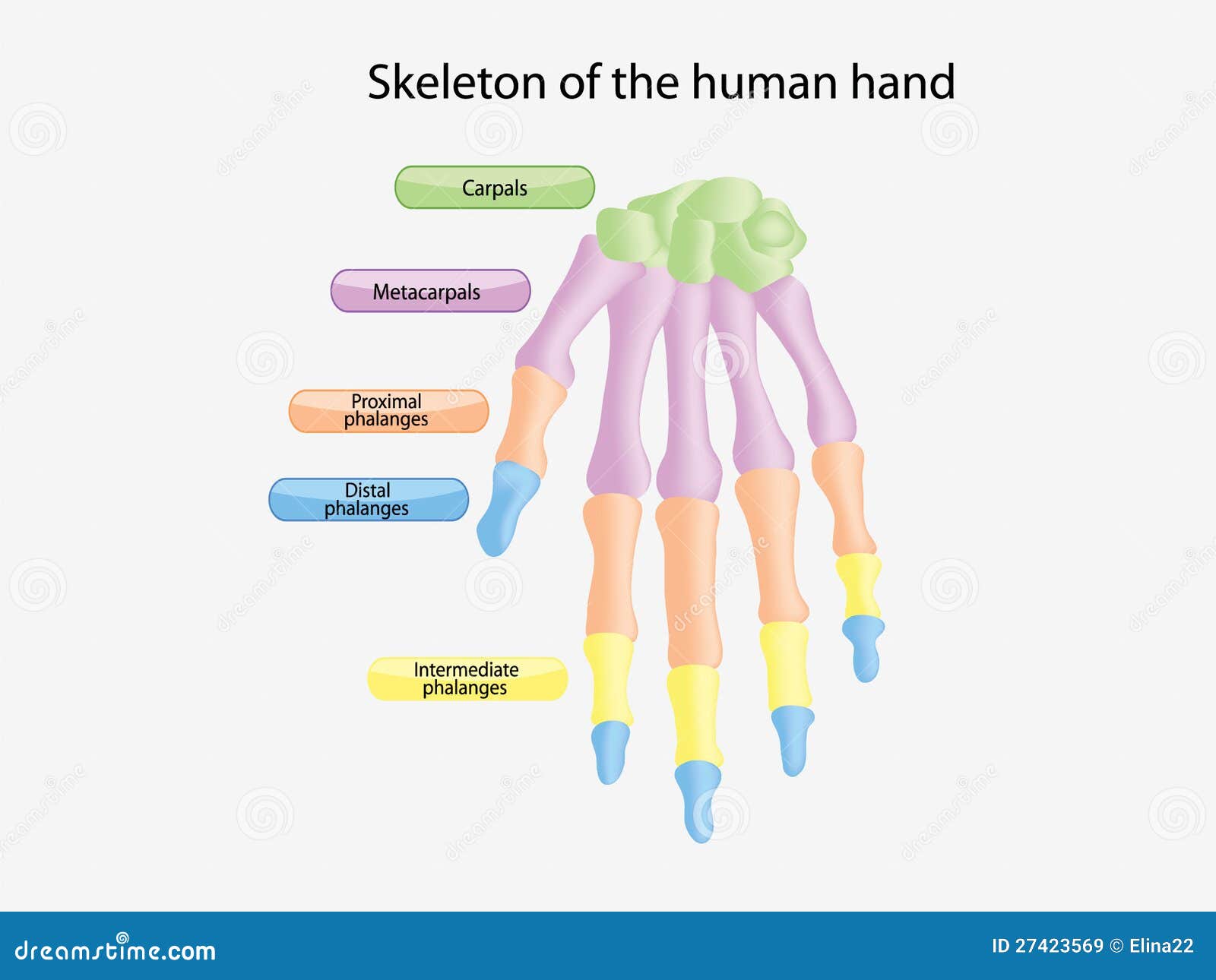 Scheletro della mano umana illustrazione vettoriale. Illustrazione di ...