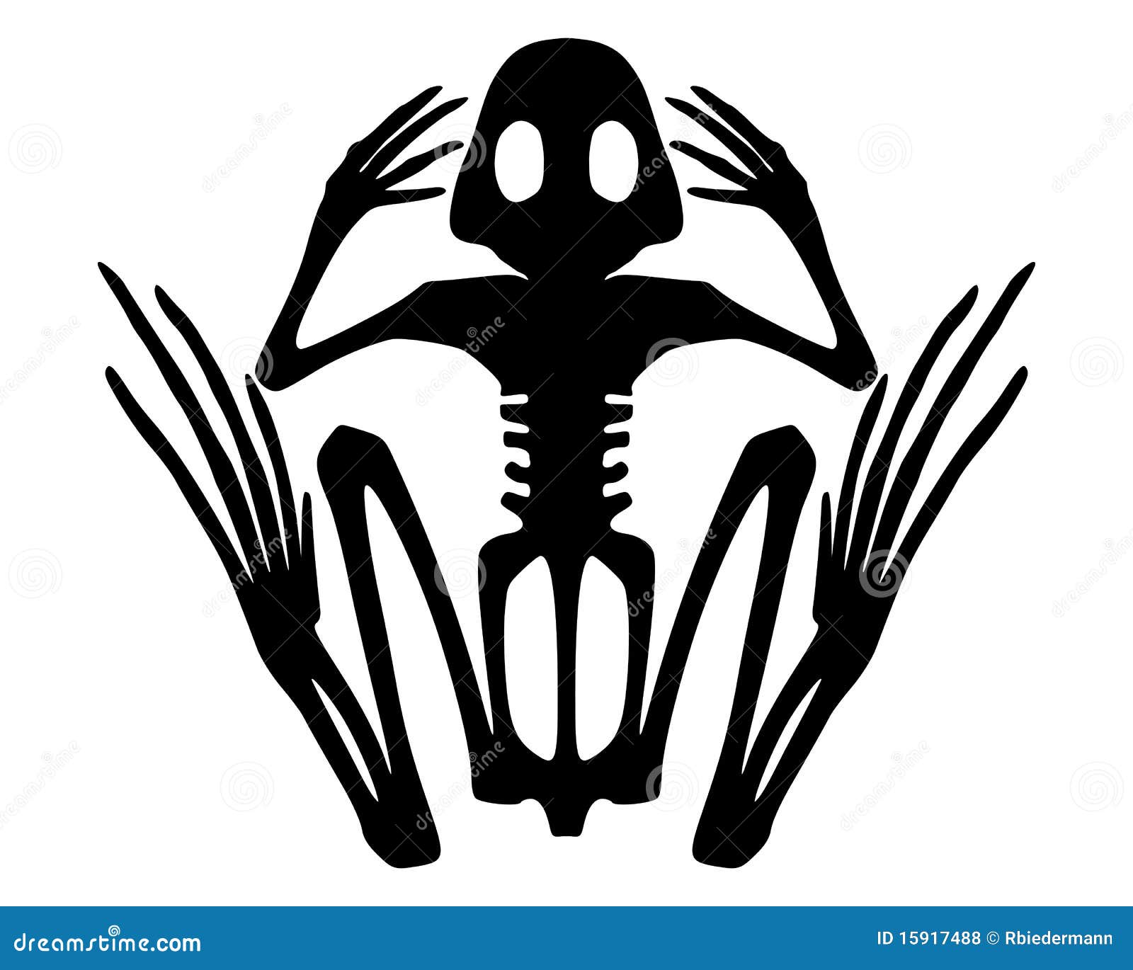 Scheletro della rana illustrazione vettoriale. Illustrazione di animale ...