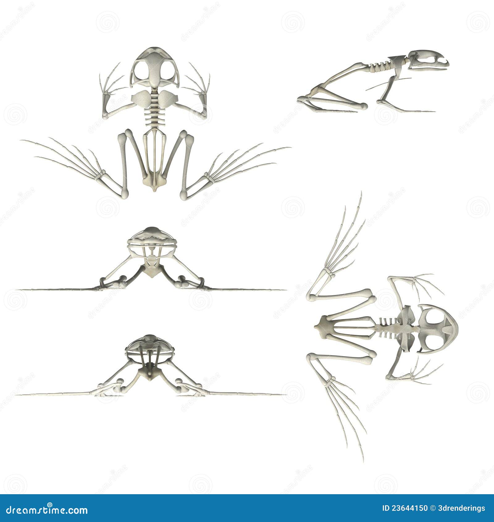 Scheletro della rana illustrazione di stock. Illustrazione di freddo ...