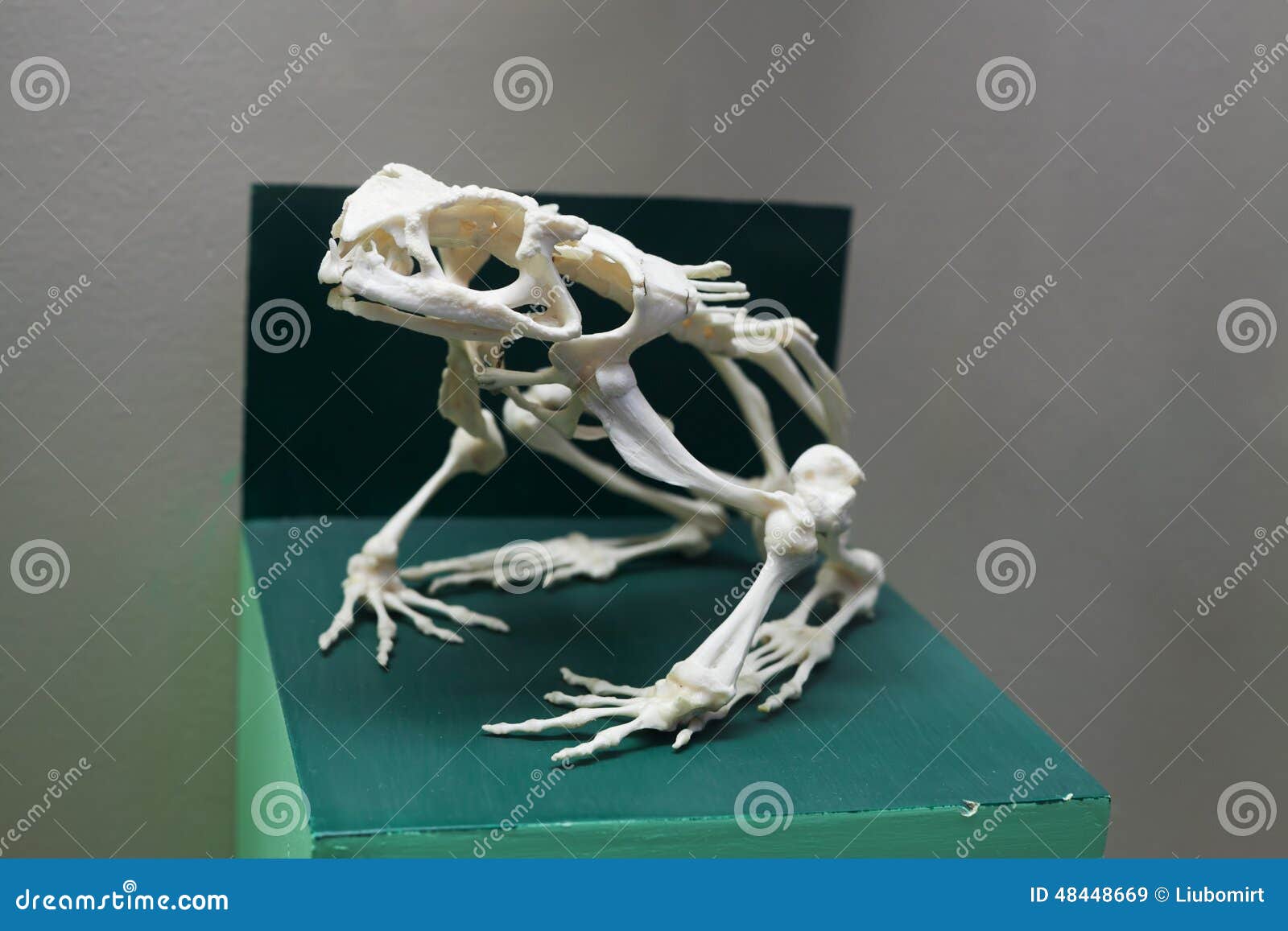 Scheletro della rana immagine stock. Immagine di animale - 48448669