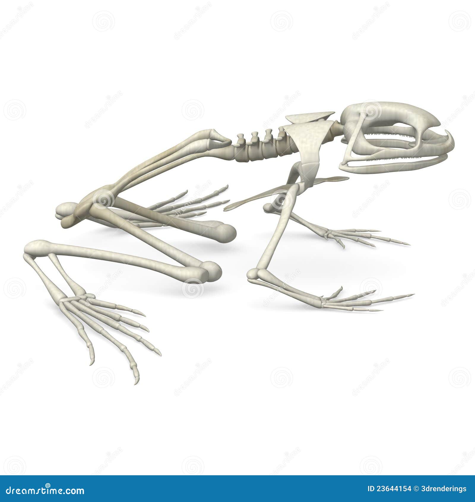 Scheletro Della Rana Dal Lato Illustrazione di Stock - Illustrazione di ...