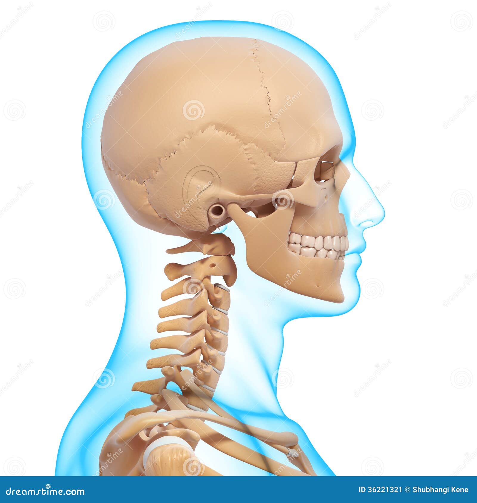 Scheletro Della Testa Umana Illustrazione di Stock - Illustrazione di ...